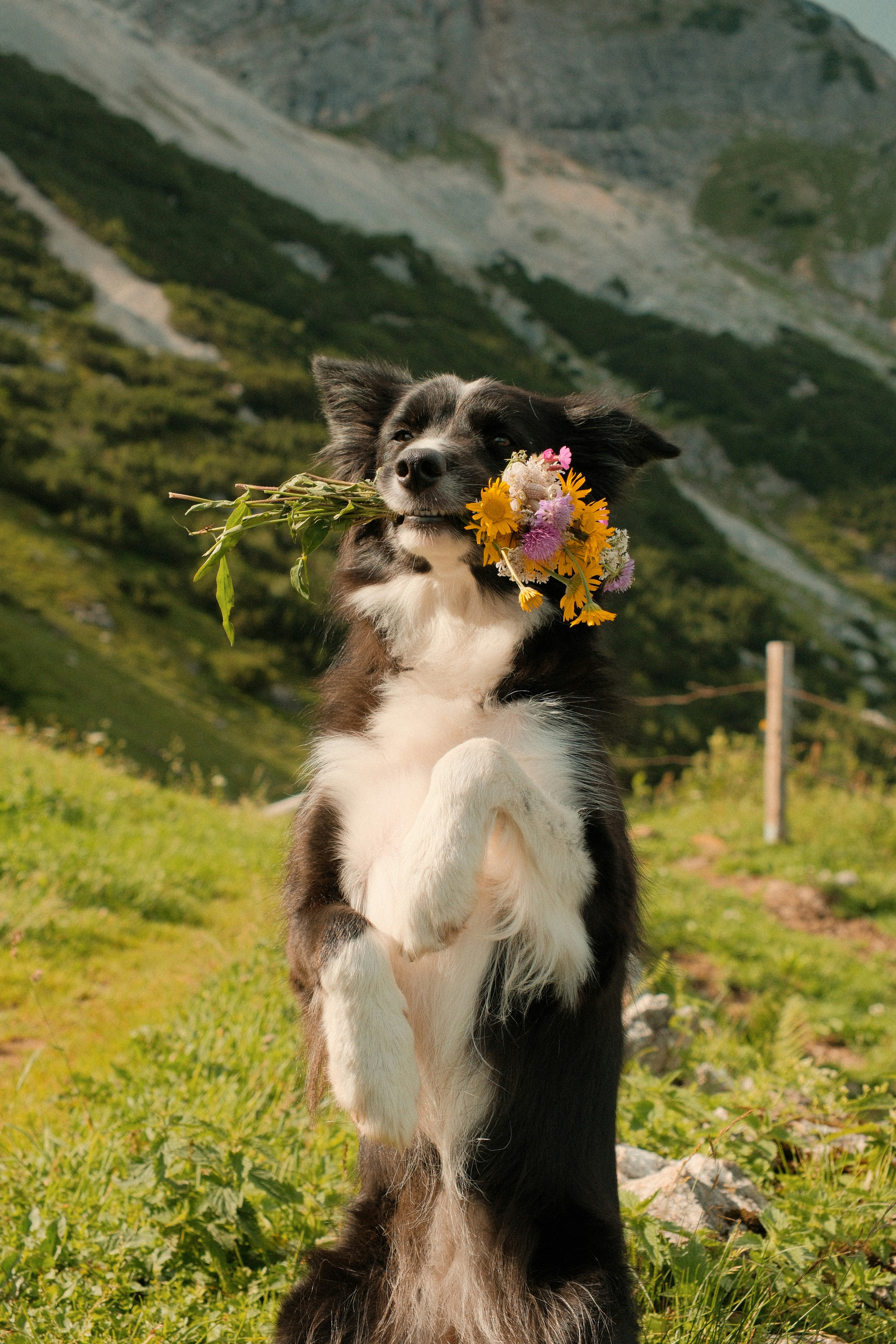 Boundary of Joy: A Mountain Dog with Flowers