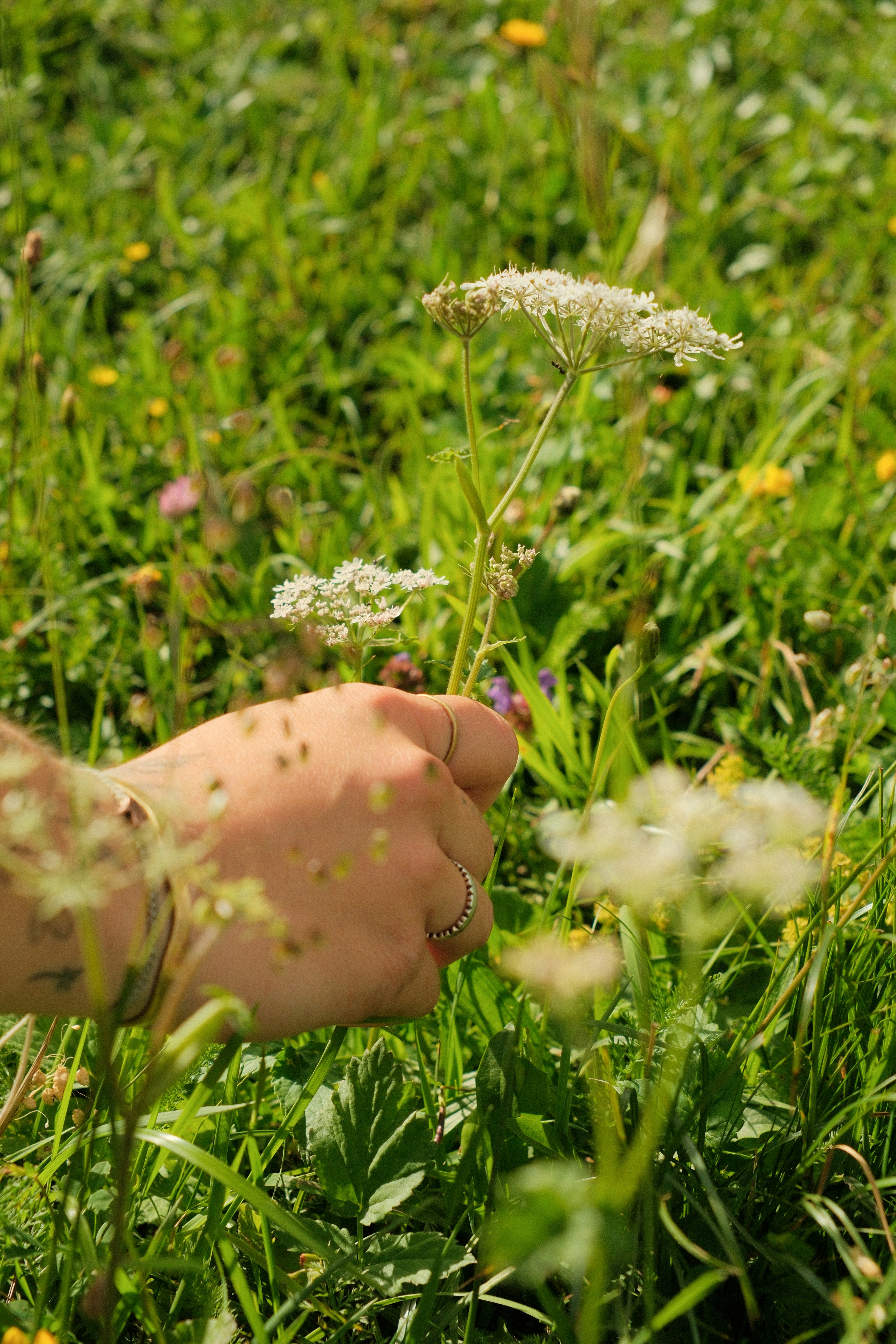 Hands in Flora: Tender Hold on queen anne’s lace in a sunlit meadow