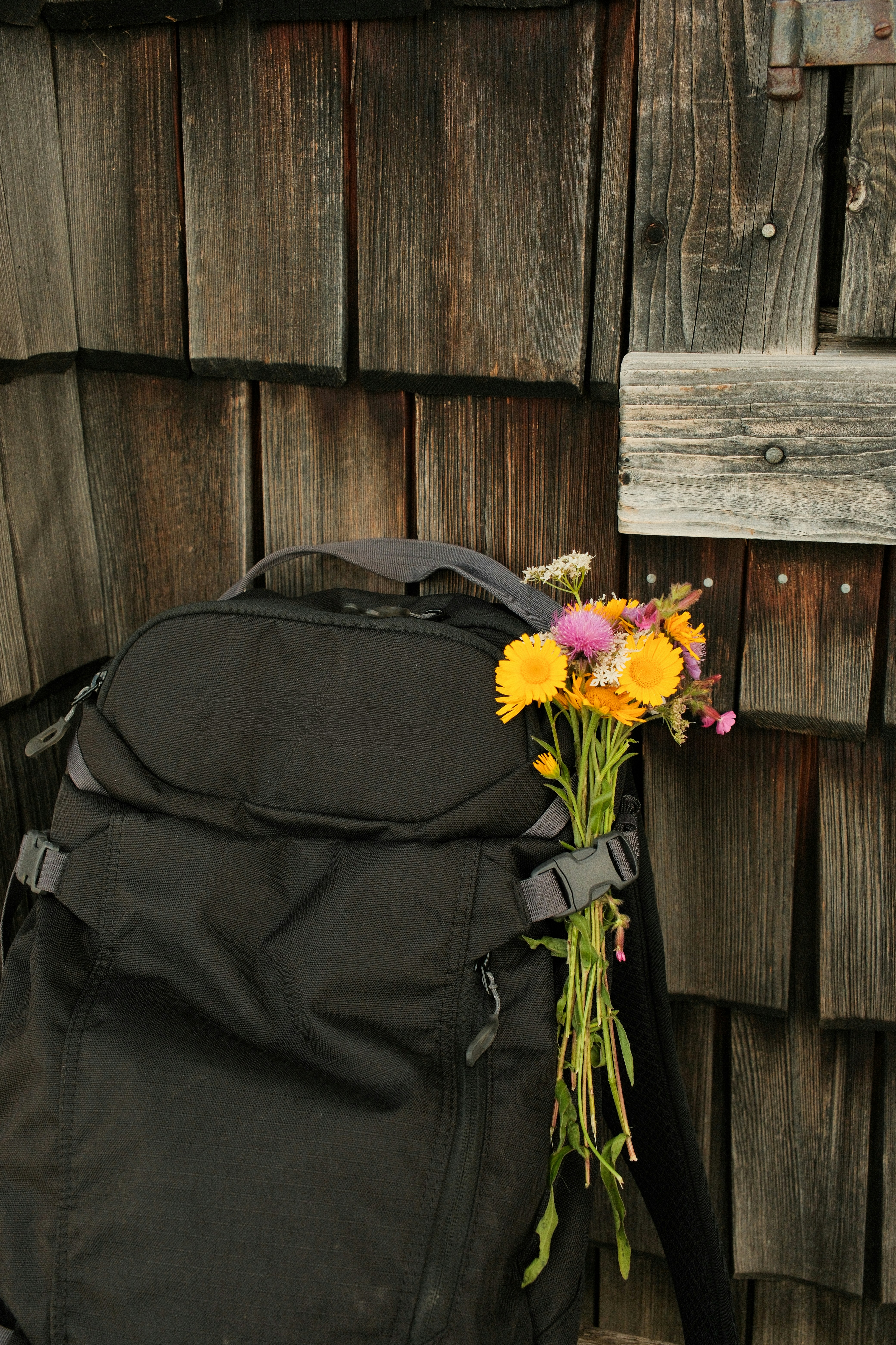 Sunlit bouquet tucked into a weathered backpack against aged wooden siding
