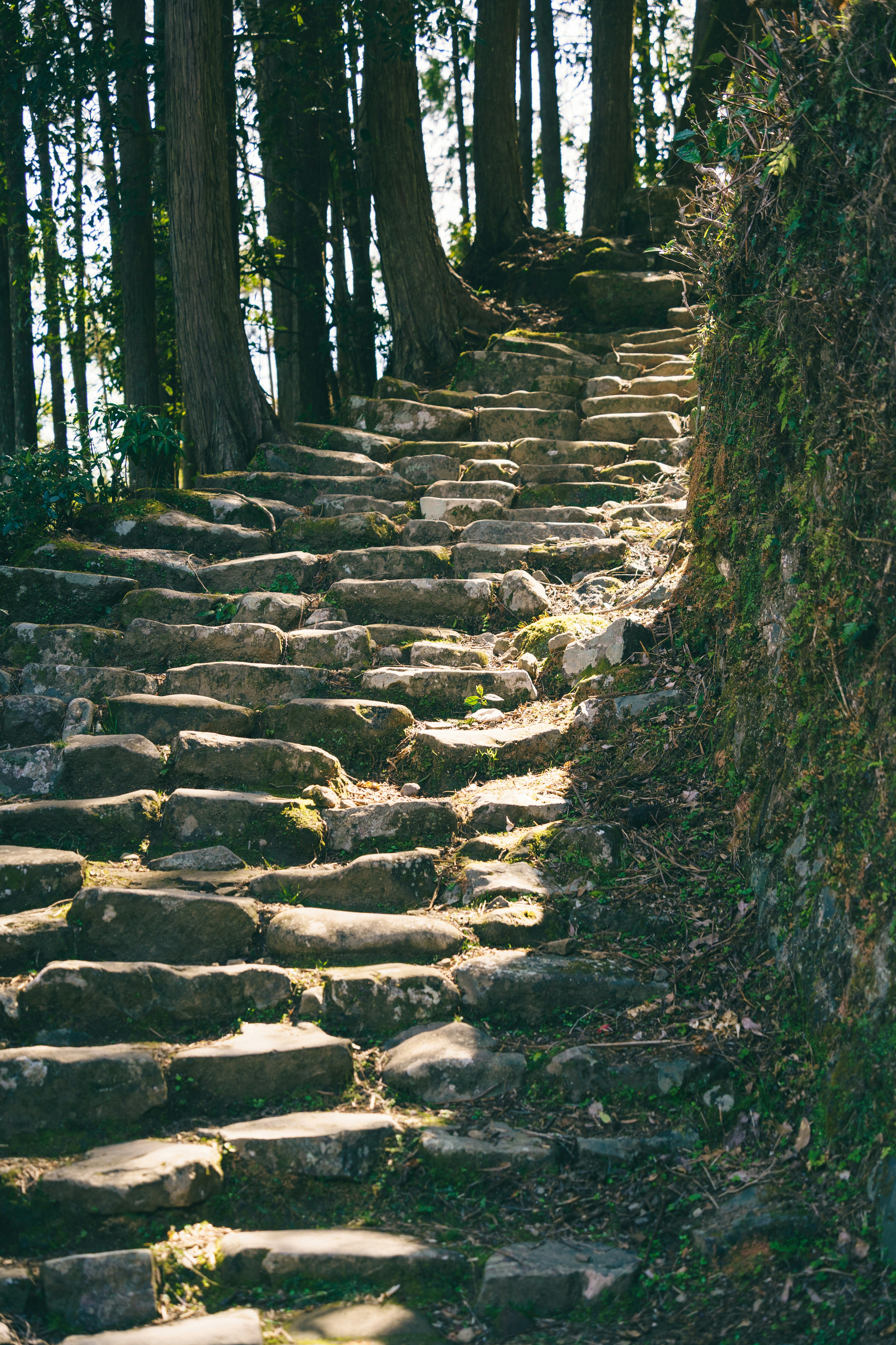 Stone Staircase Ascending into the Forest light