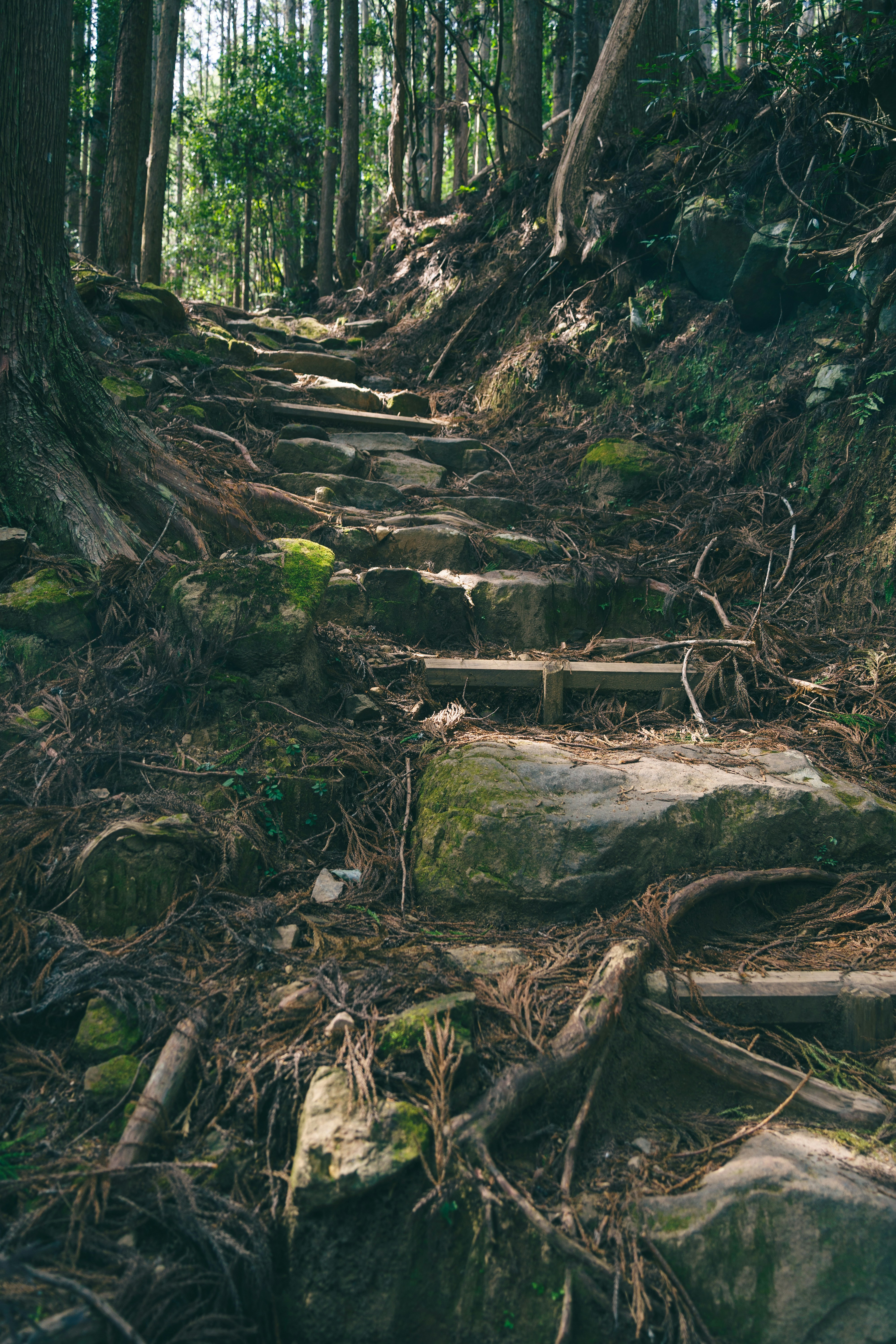 A Moss-Crested Stone Stair through an Enchanted Forest