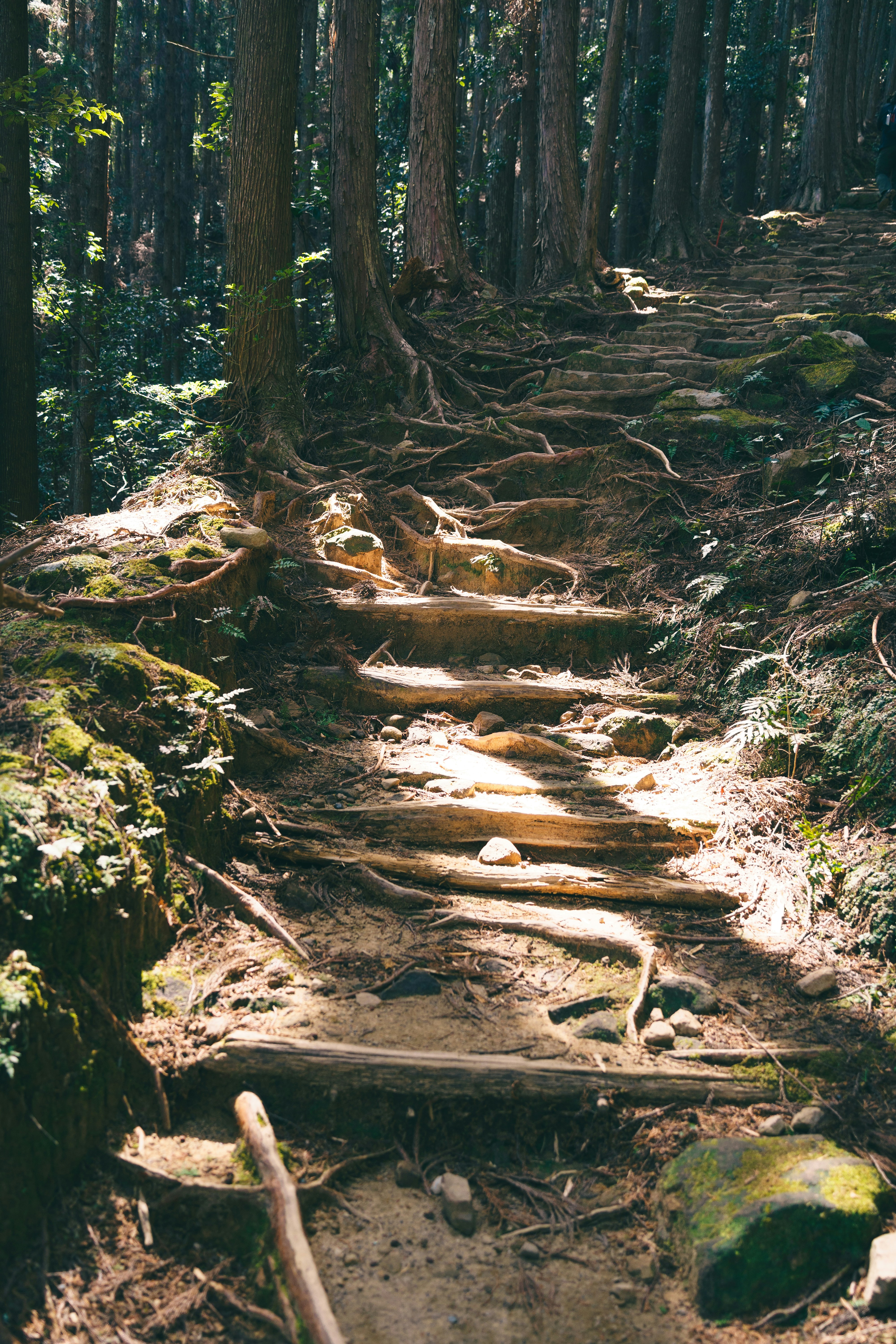 Sunlit Forest Staircase: A Winding Path Through Mossy Steps