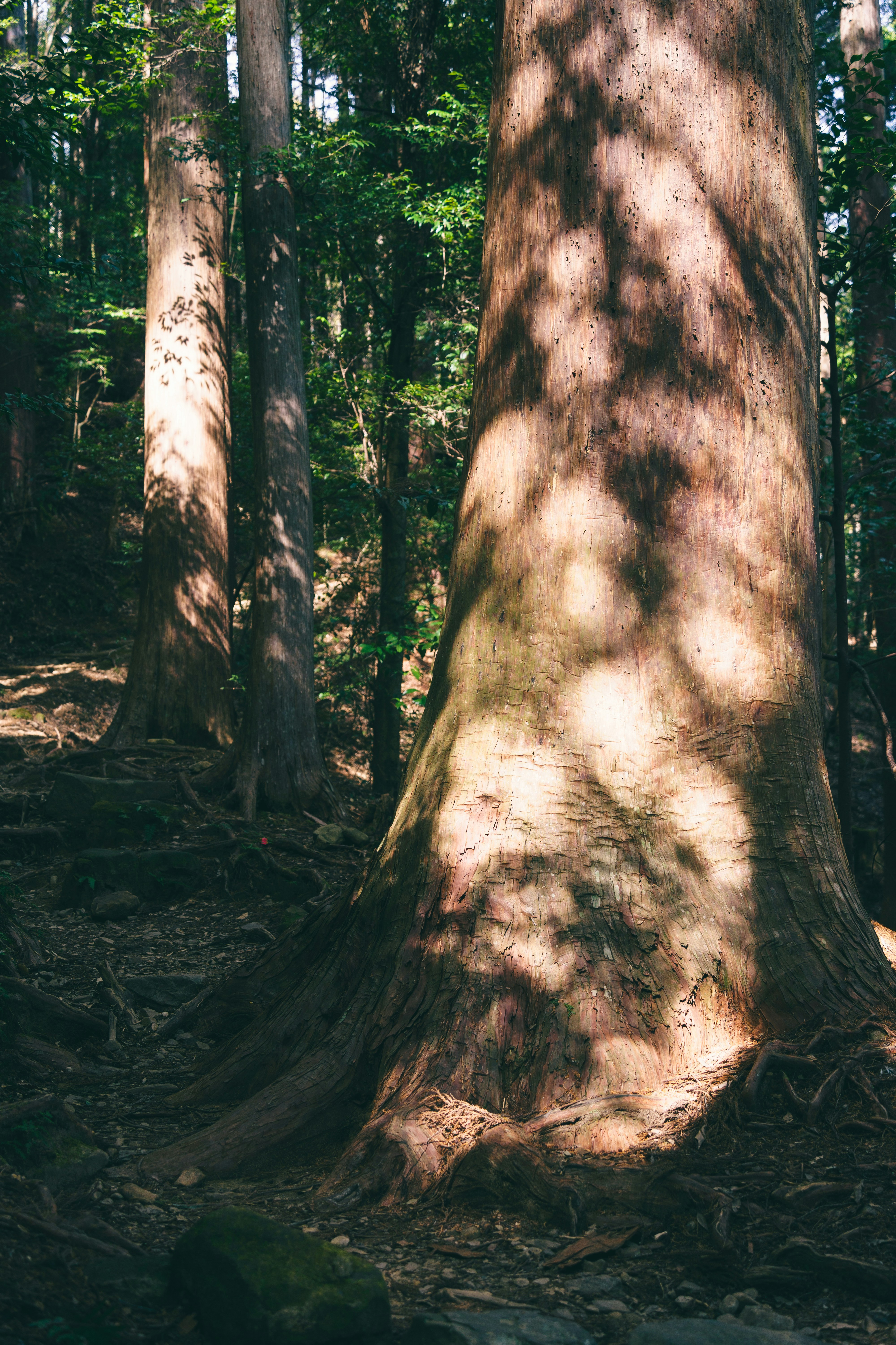 Meadow of Giants: A Sunlit Trunk Dominates the Forest