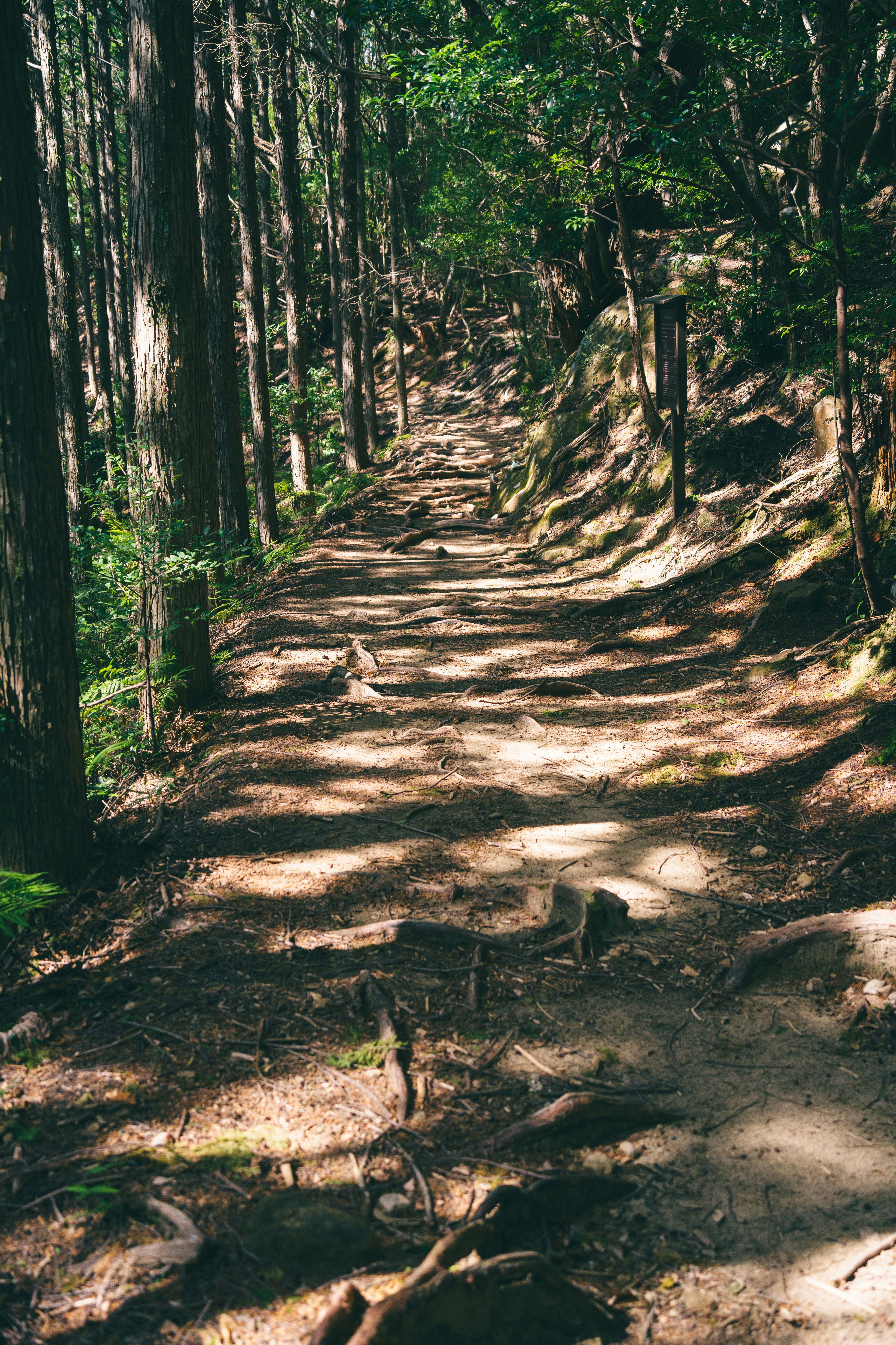 Sunlit Forest Path: A Serene Wander Through Dappled Shadows