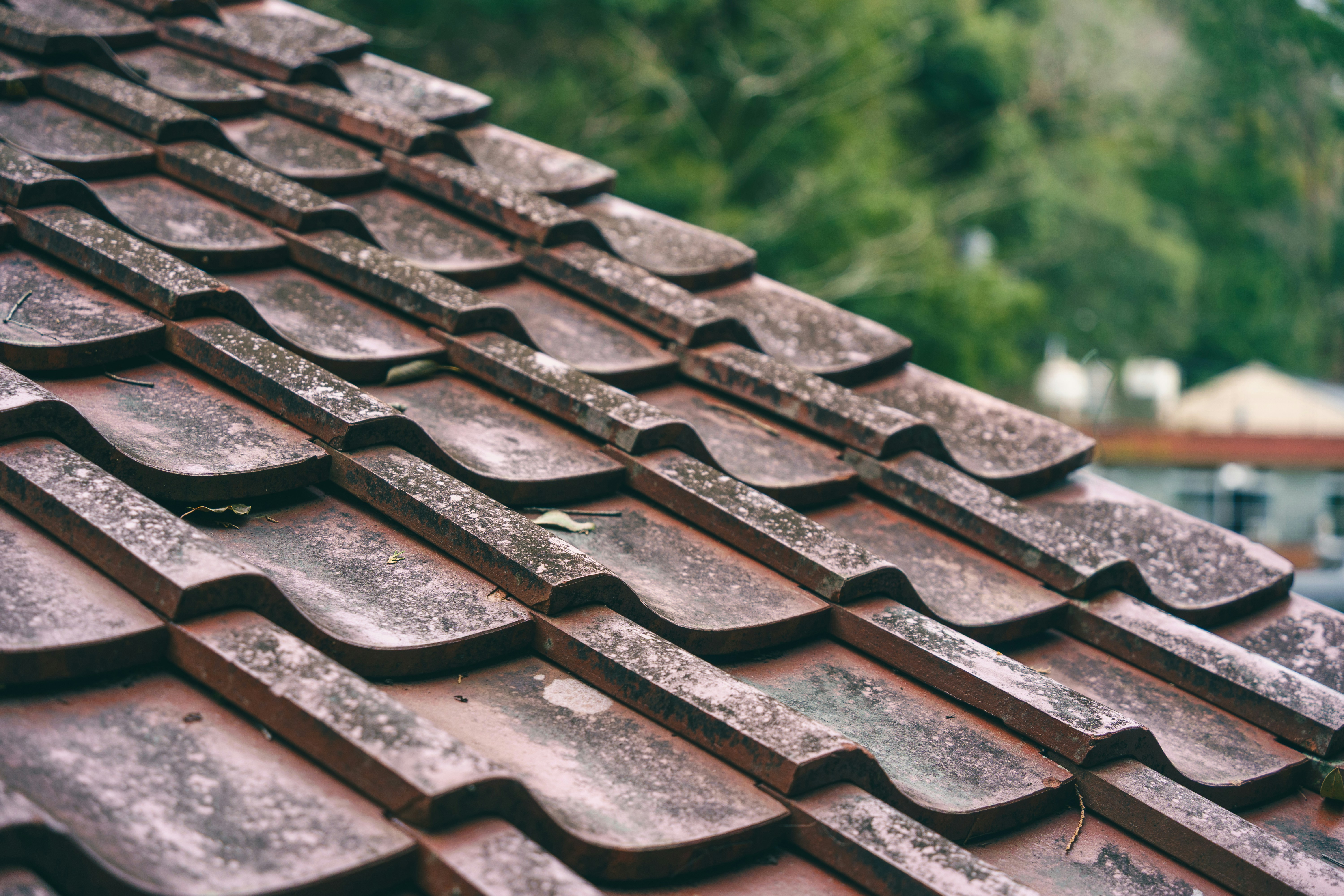Weathered Tiles: The Quiet Rhythm of Rain-Dark Roofs