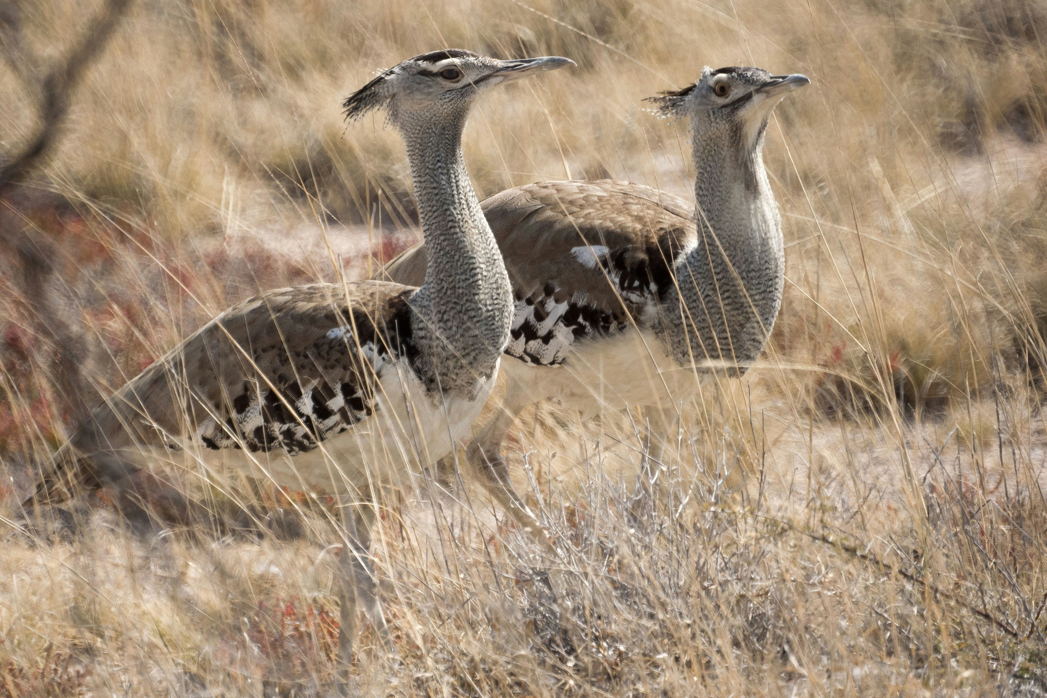 Ruddy-looking Crowned Birds in Dry Grassland