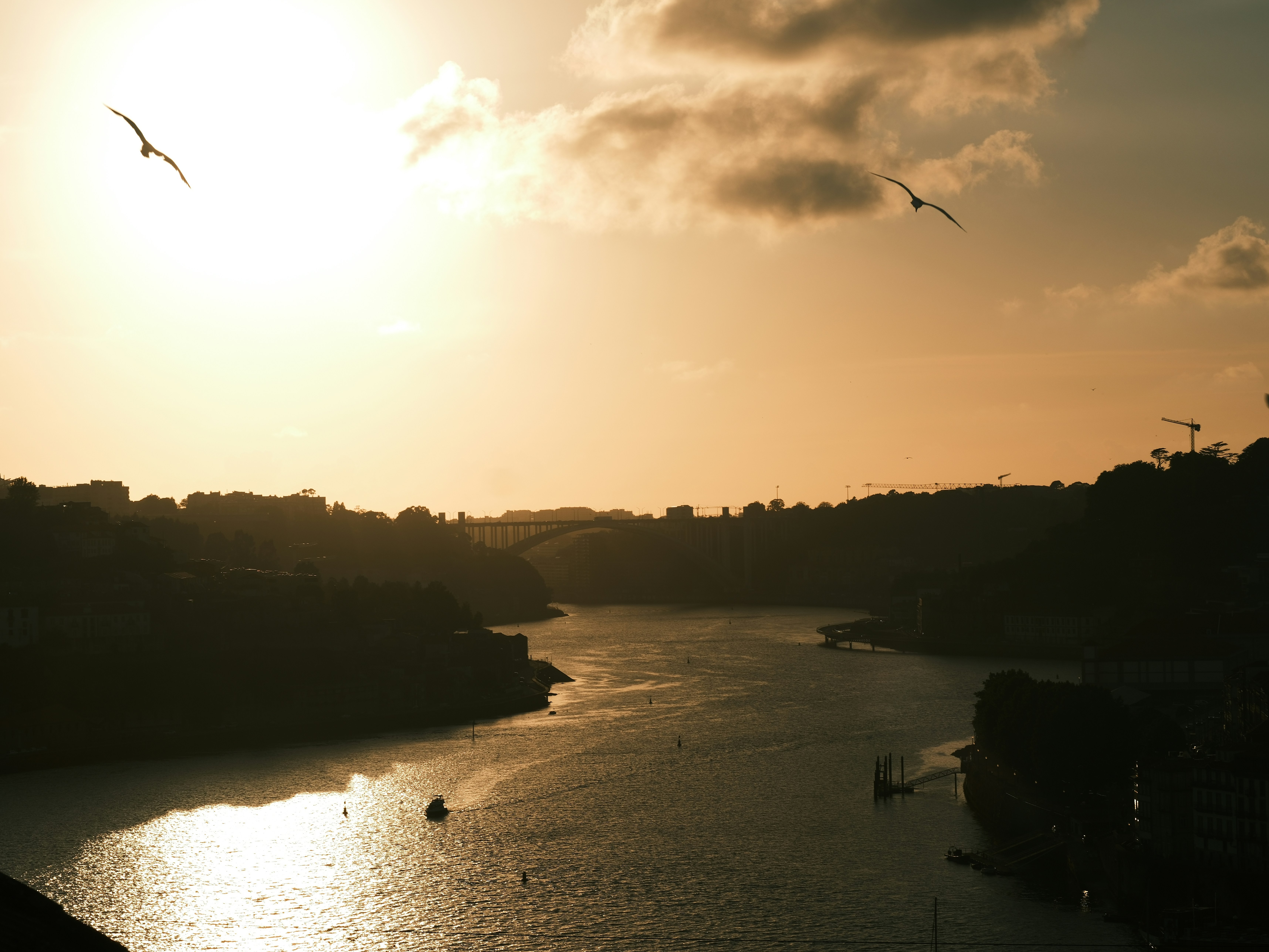 Golden River at Dusk: Seabirds in Silhouette Over an Urban Waterway