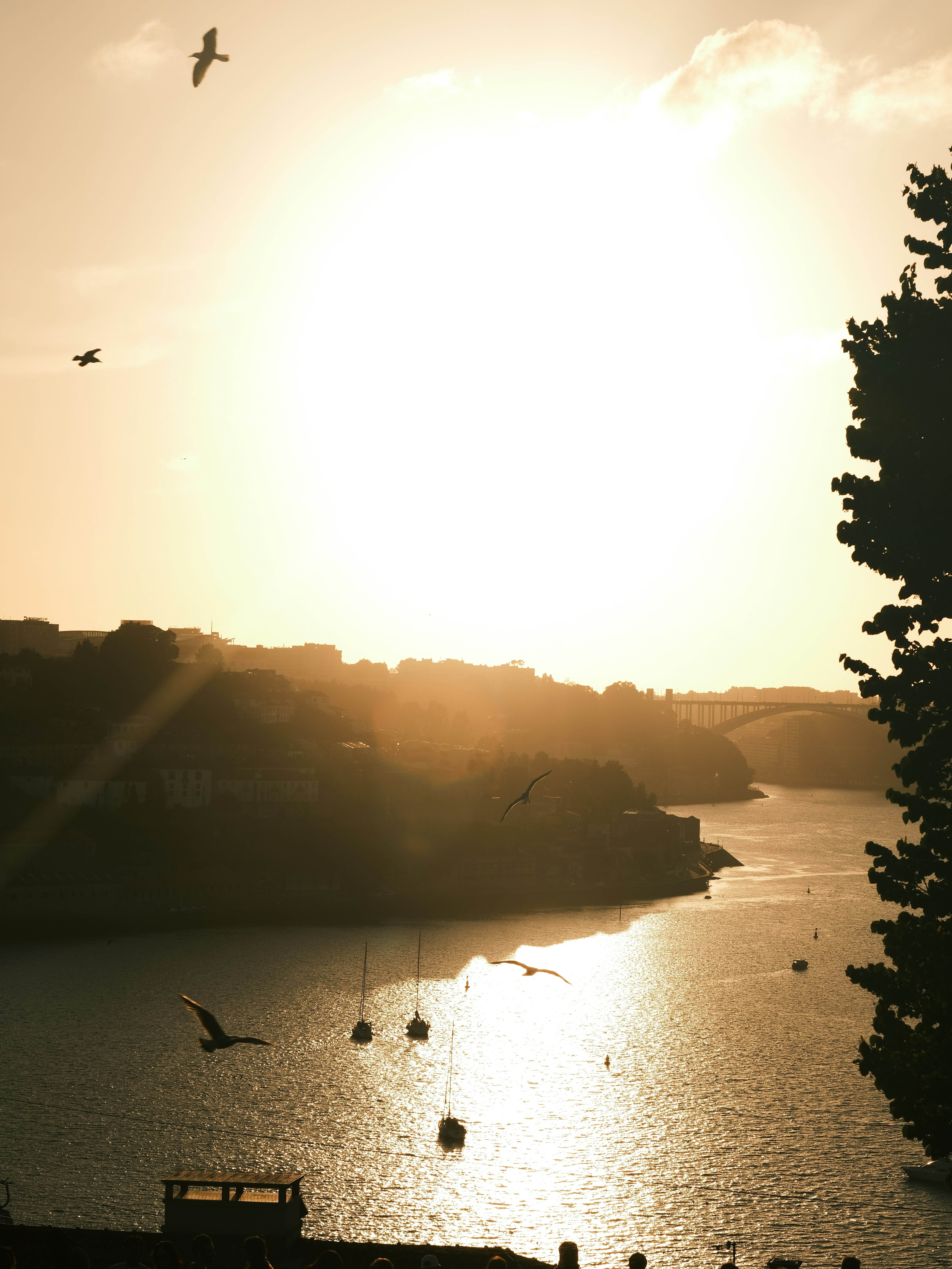 Golden Hour Over Quiet Water: A Silhouette of Distant Shoreline