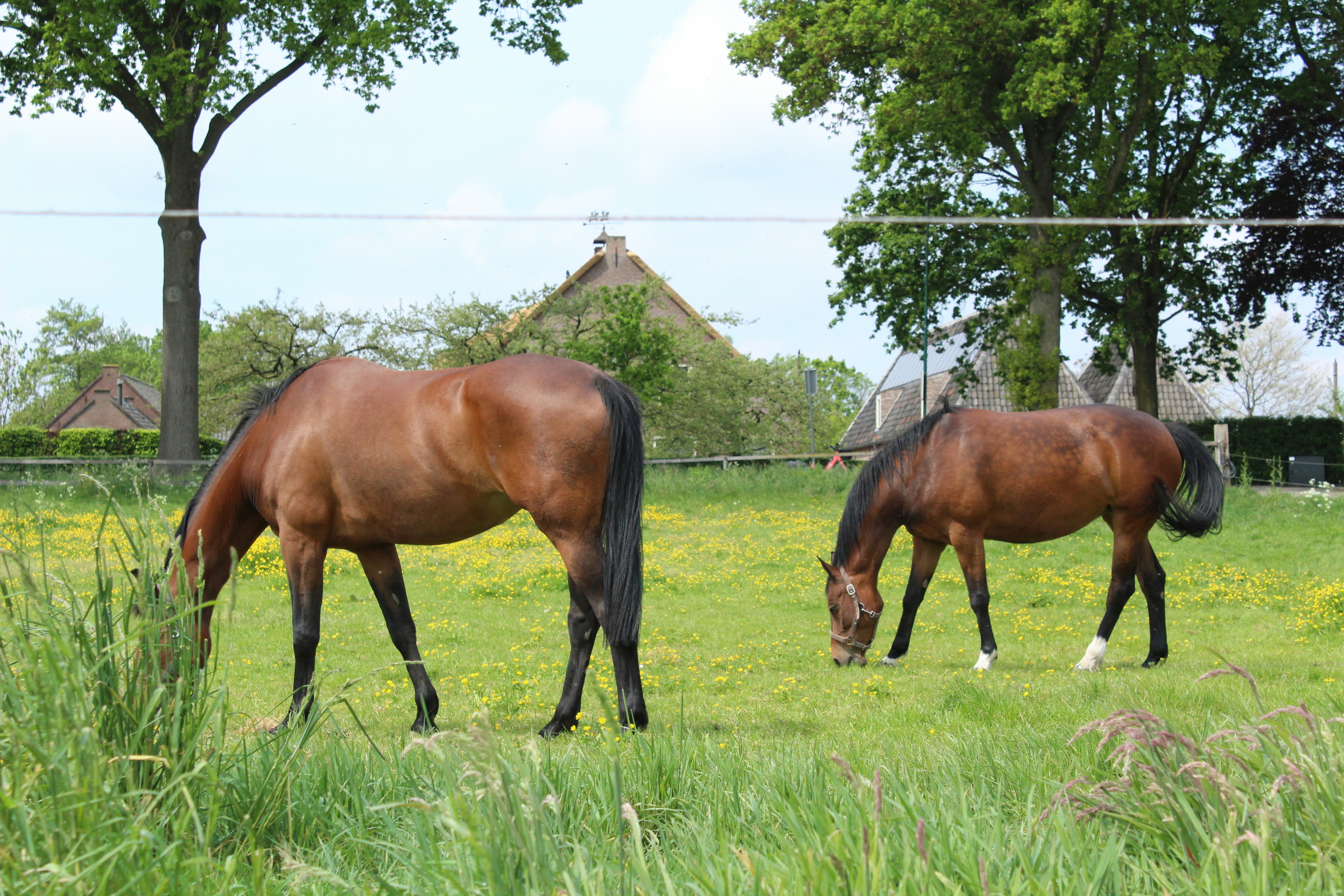 Two horses graze in a sunlit meadow with a village backdrop and a fence line under leafy trees.