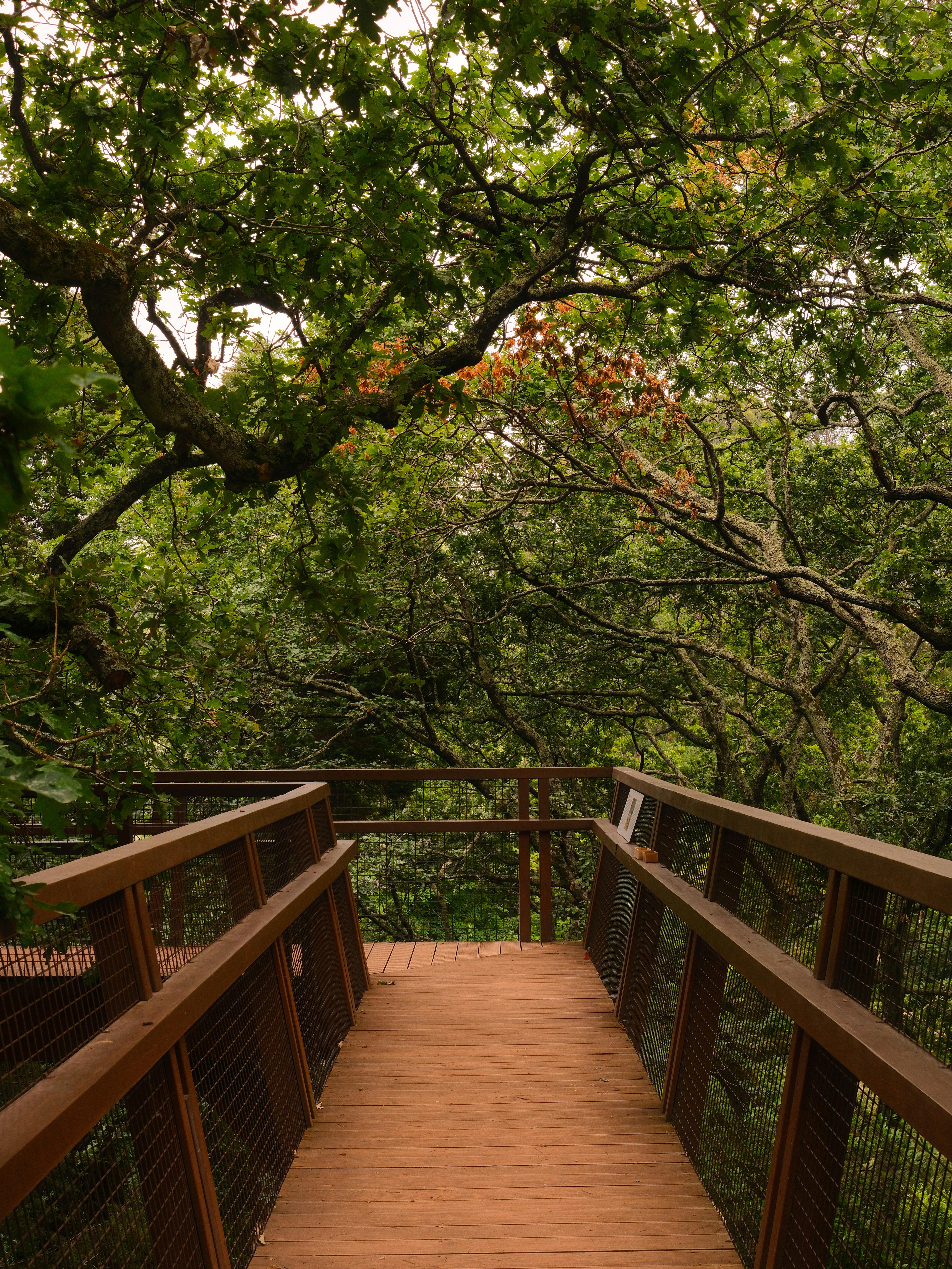 Bridge into the Green Canopy