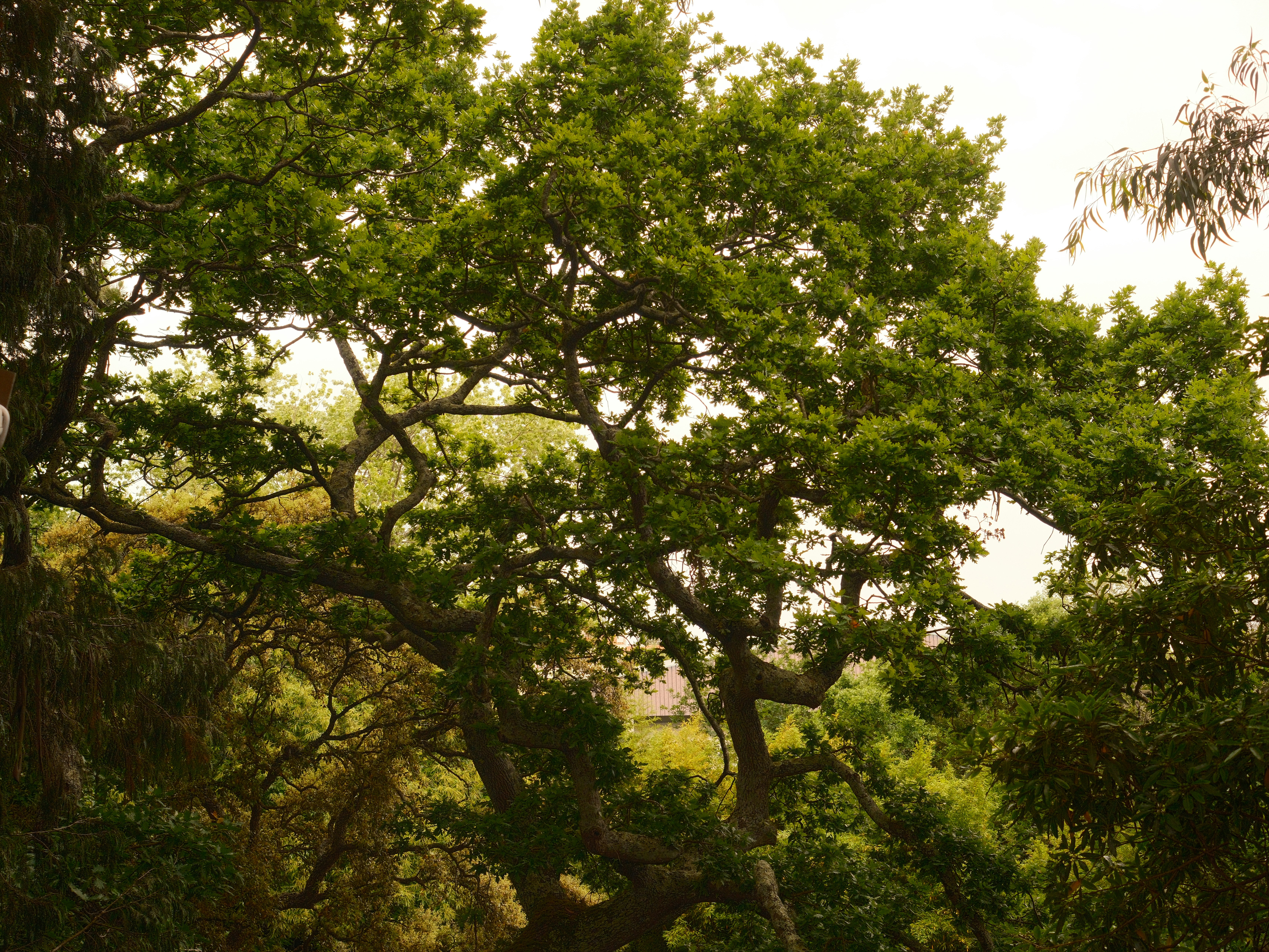 Sunlit canopy of intertwined branches and lush green leaves forming a dense overhead frame. The scene emphasizes natural textures and dappled light across the forest, with no human-made elements present.
