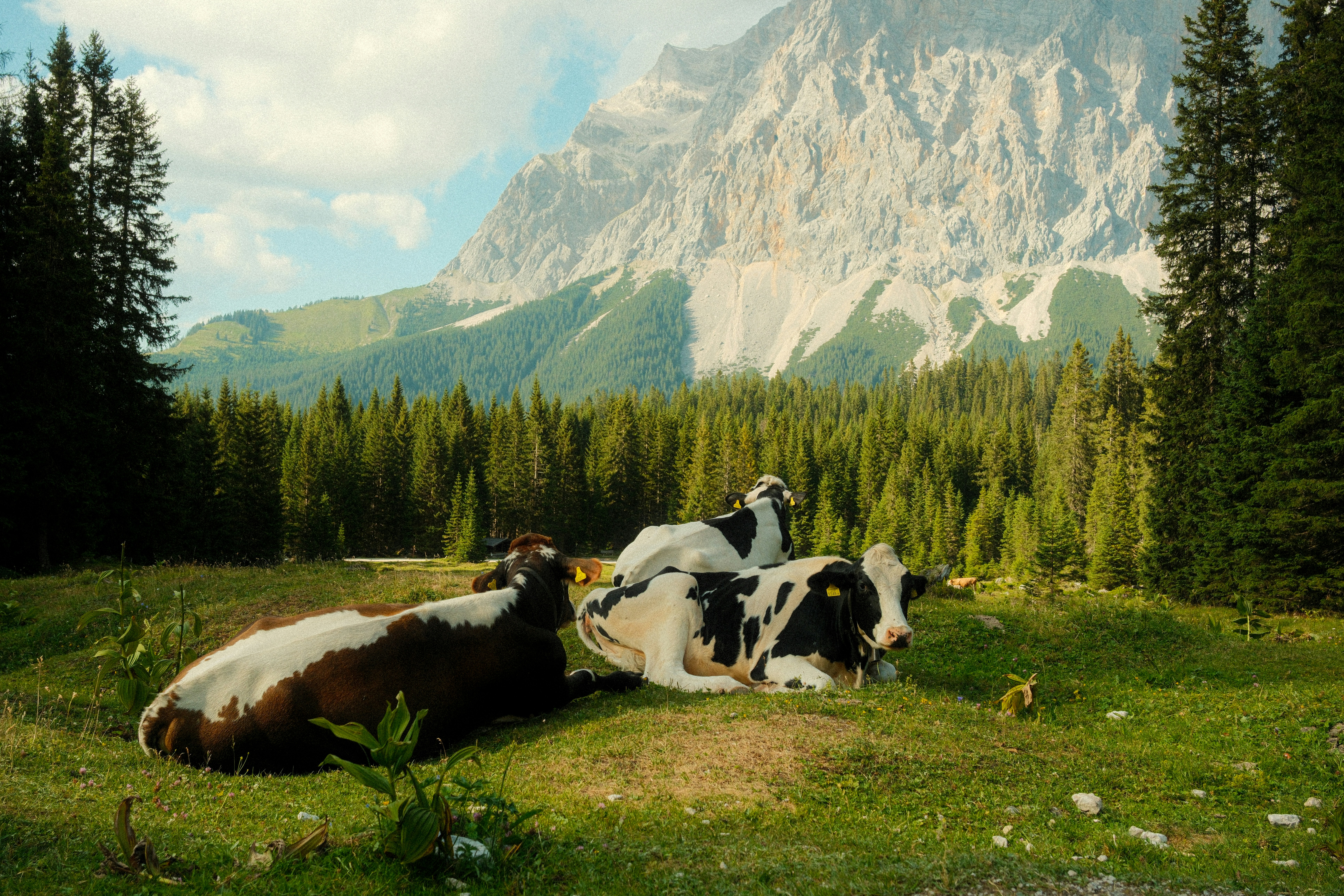 Pasture Pause: Cows Resting Beneath Alpine Peaks