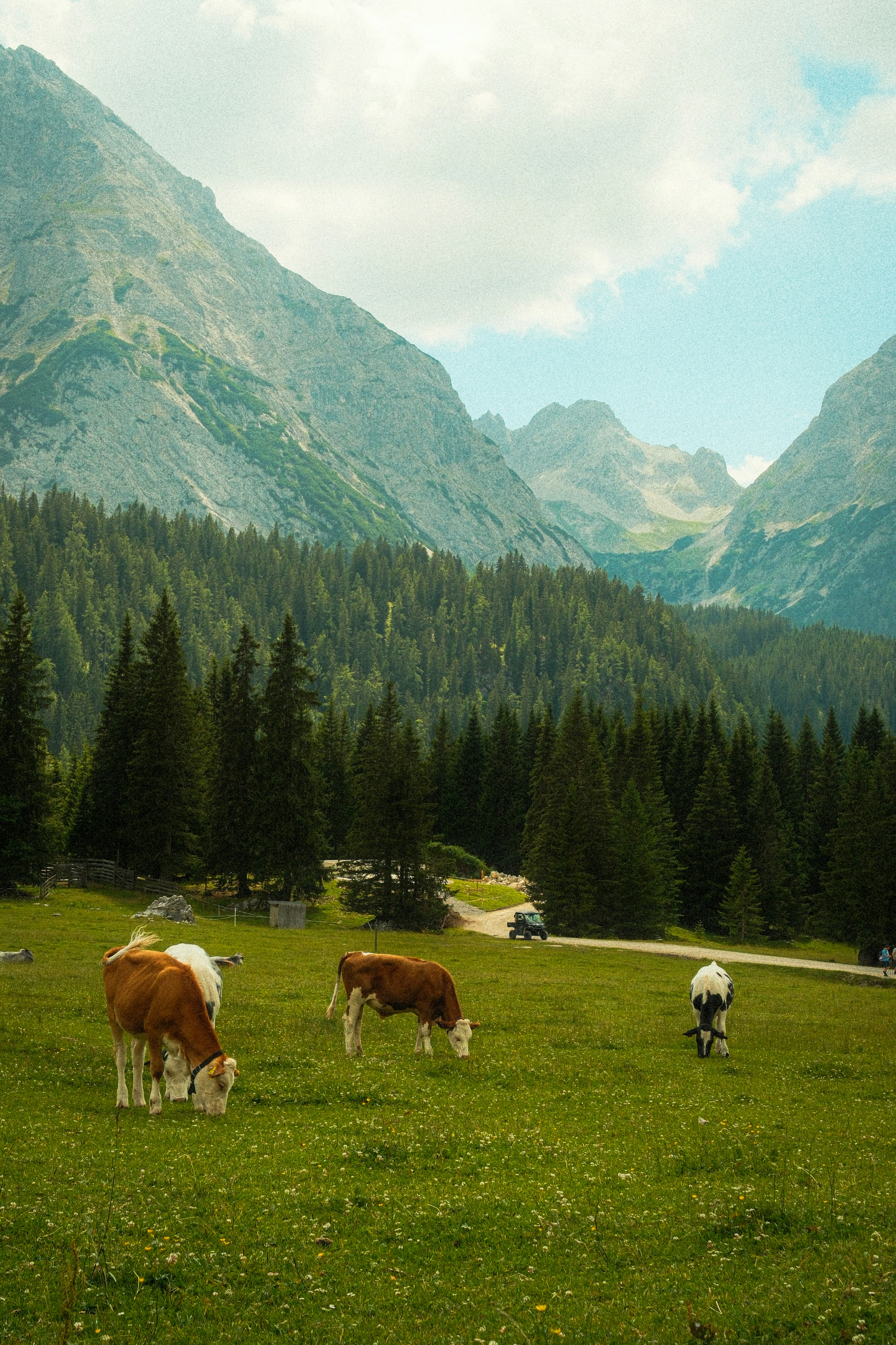 Cows graze on a sunlit meadow with a backdrop of evergreen forest and towering mountains under a blue sky.