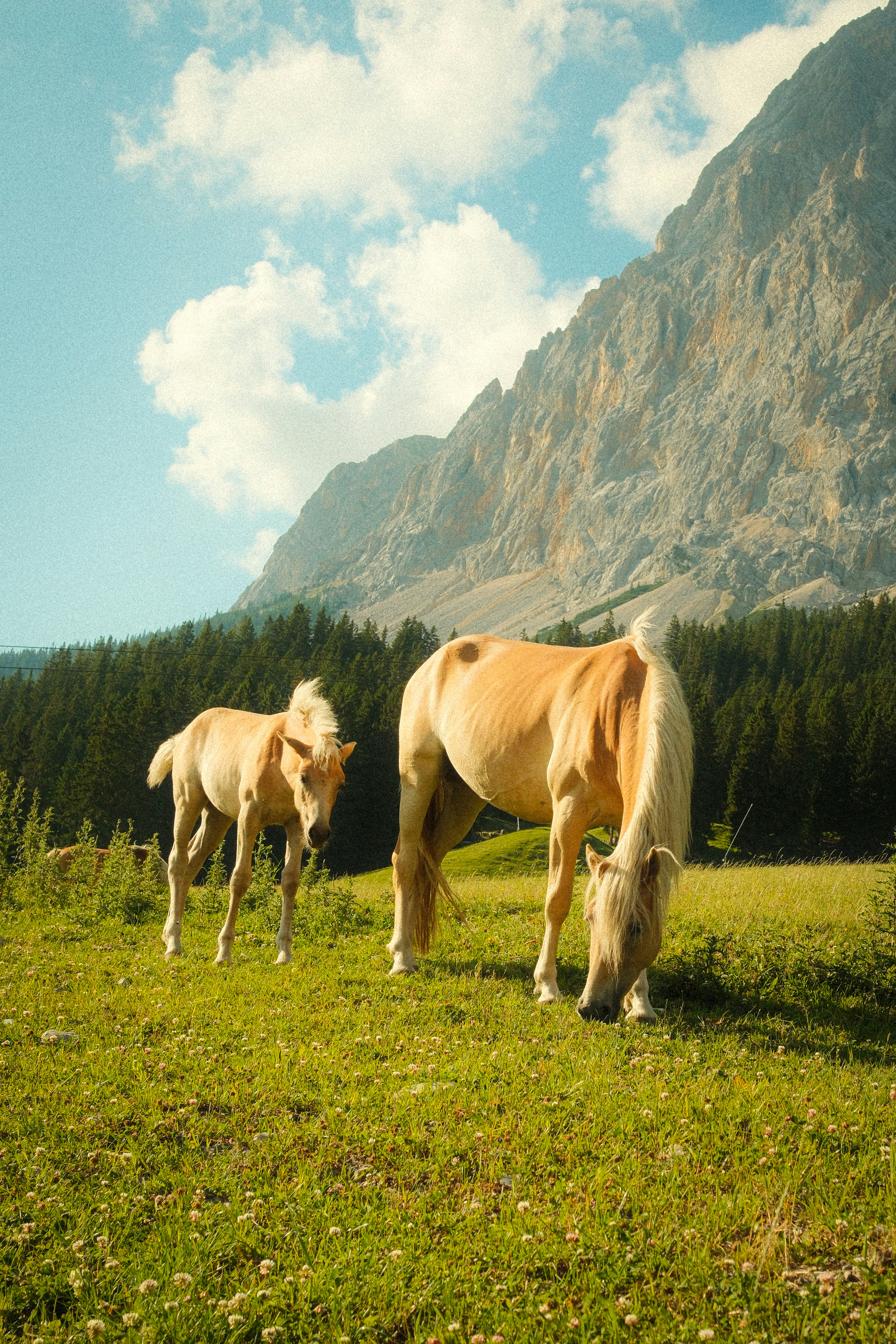 Herd in the High Meadow under a Rugged Alpine Face