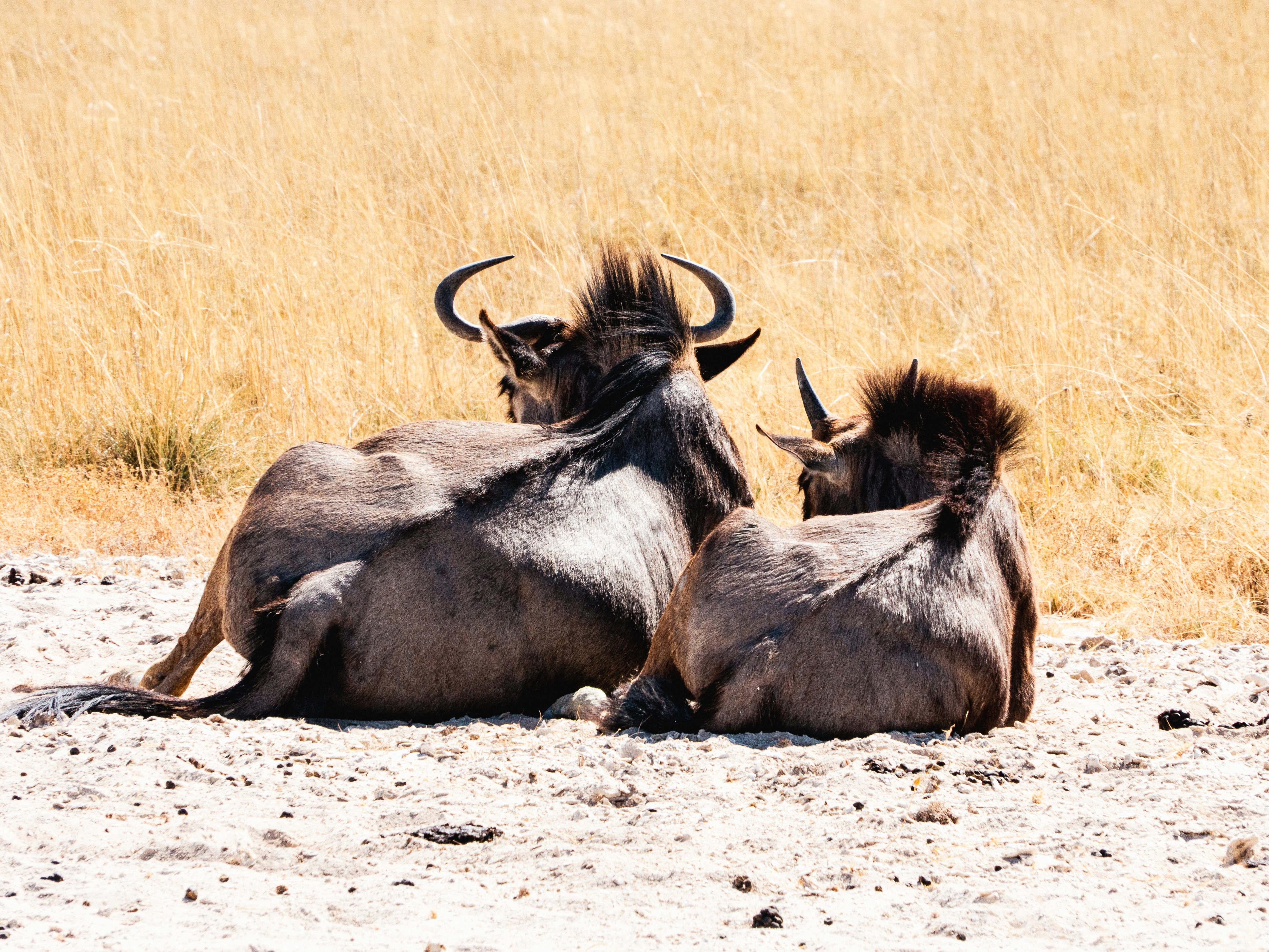 Resting Herds: Sunset Silence on the Serengeti