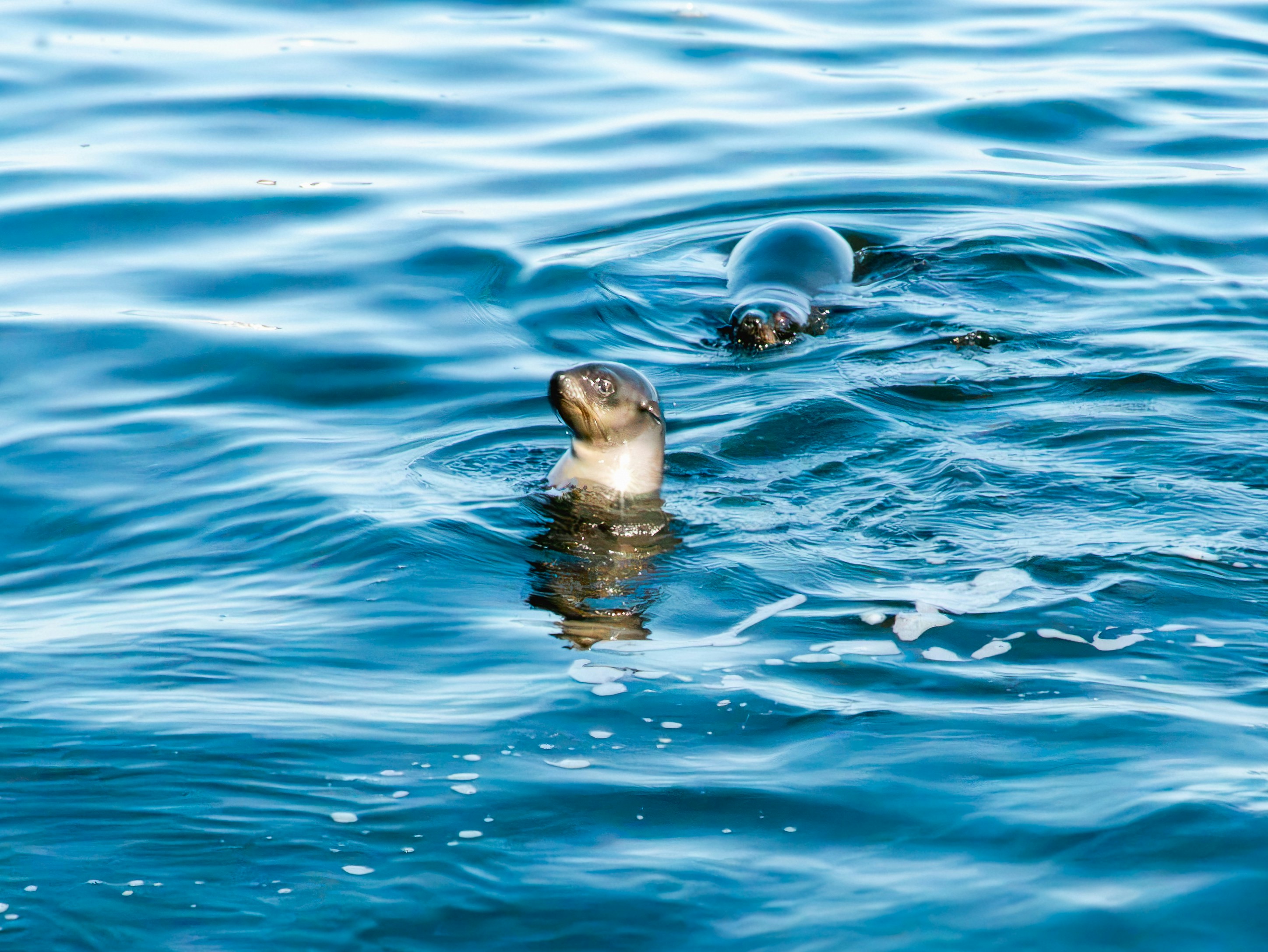 Curious Seal Pup Breaks the Blue Mirror