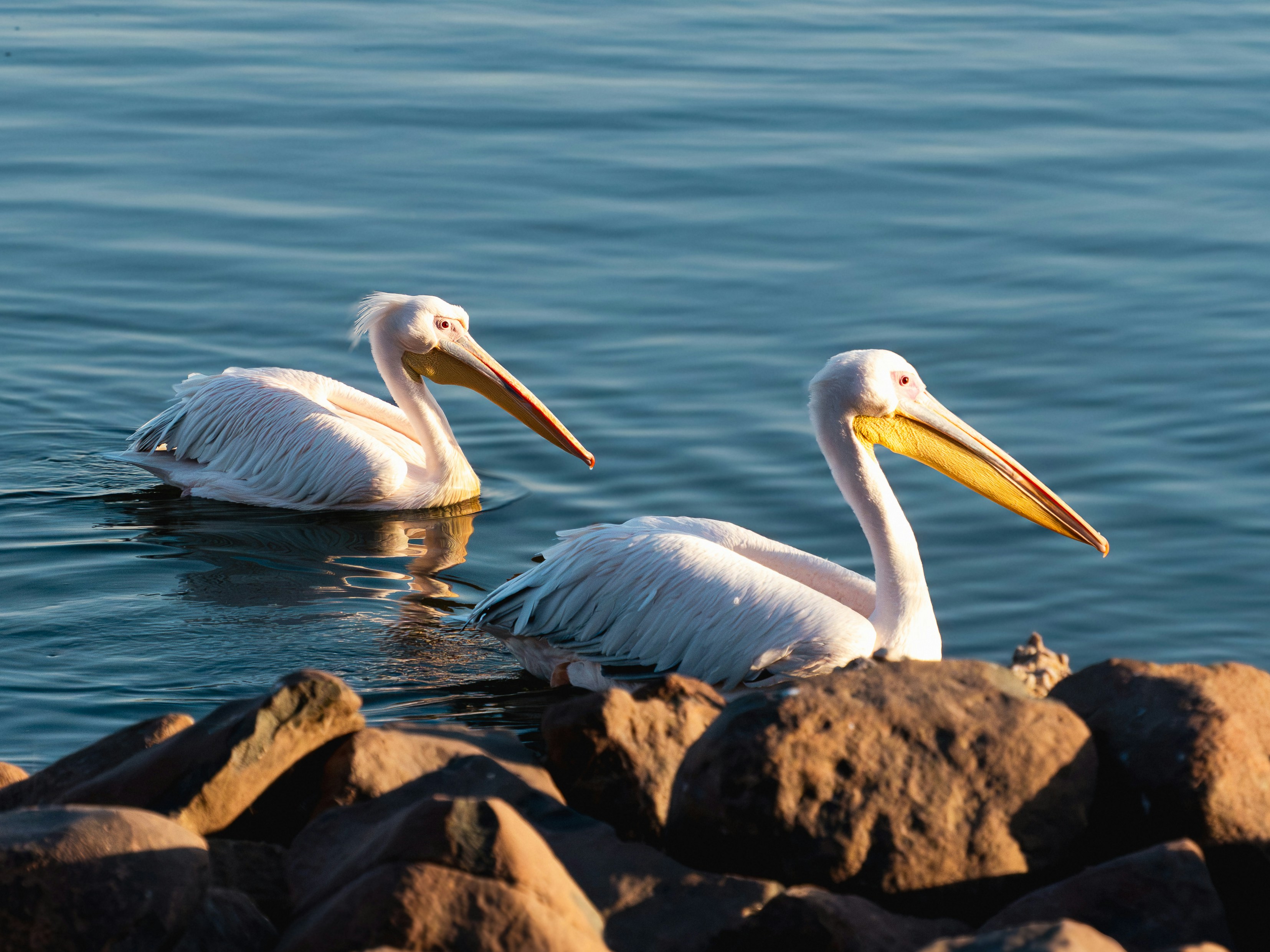 Two Pelicans Rest Along Rocky Shoreline at Dusk
