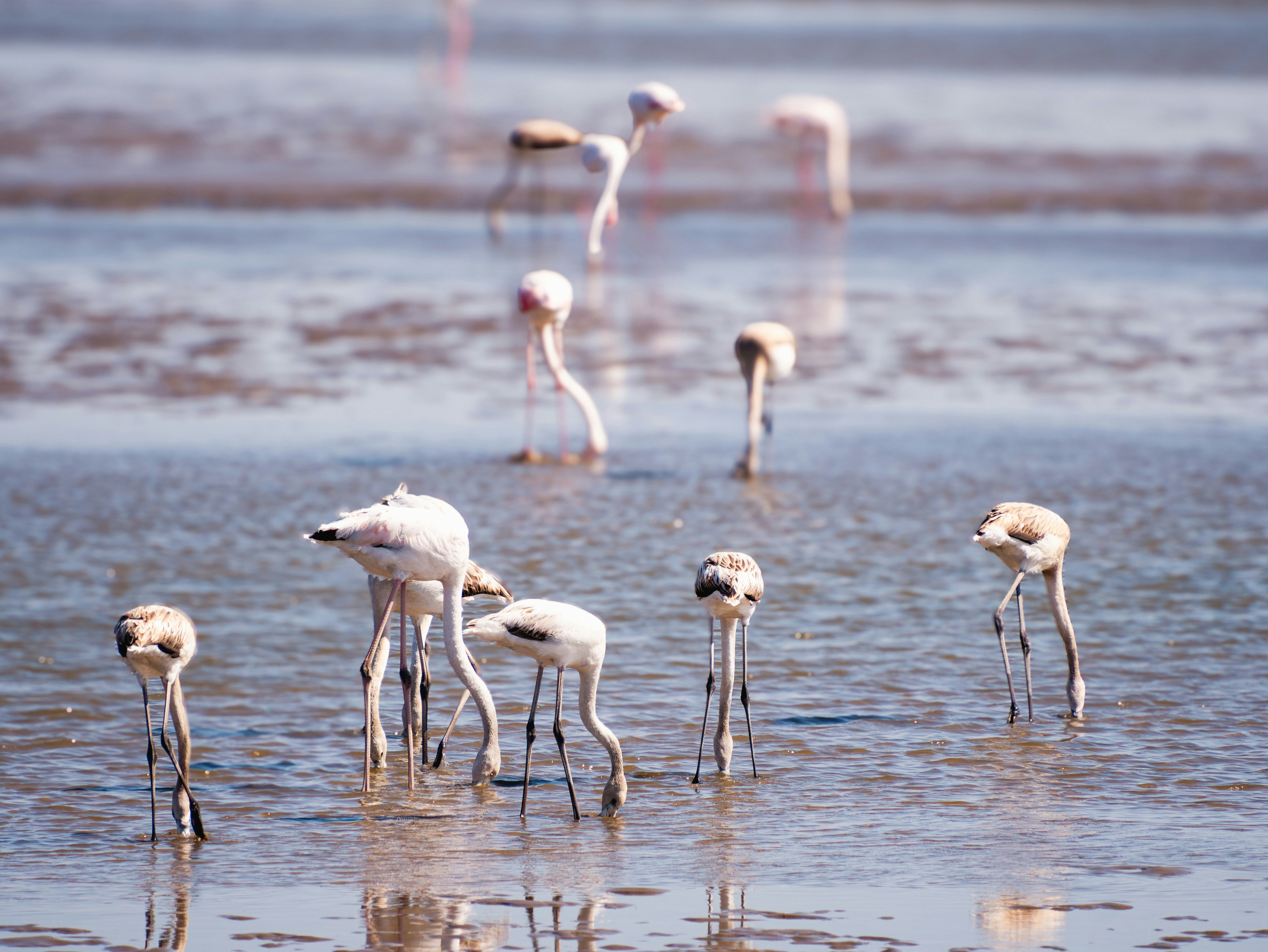Faint Pink Marsh: A Colony of Flamingos Stalking Shallow Tides