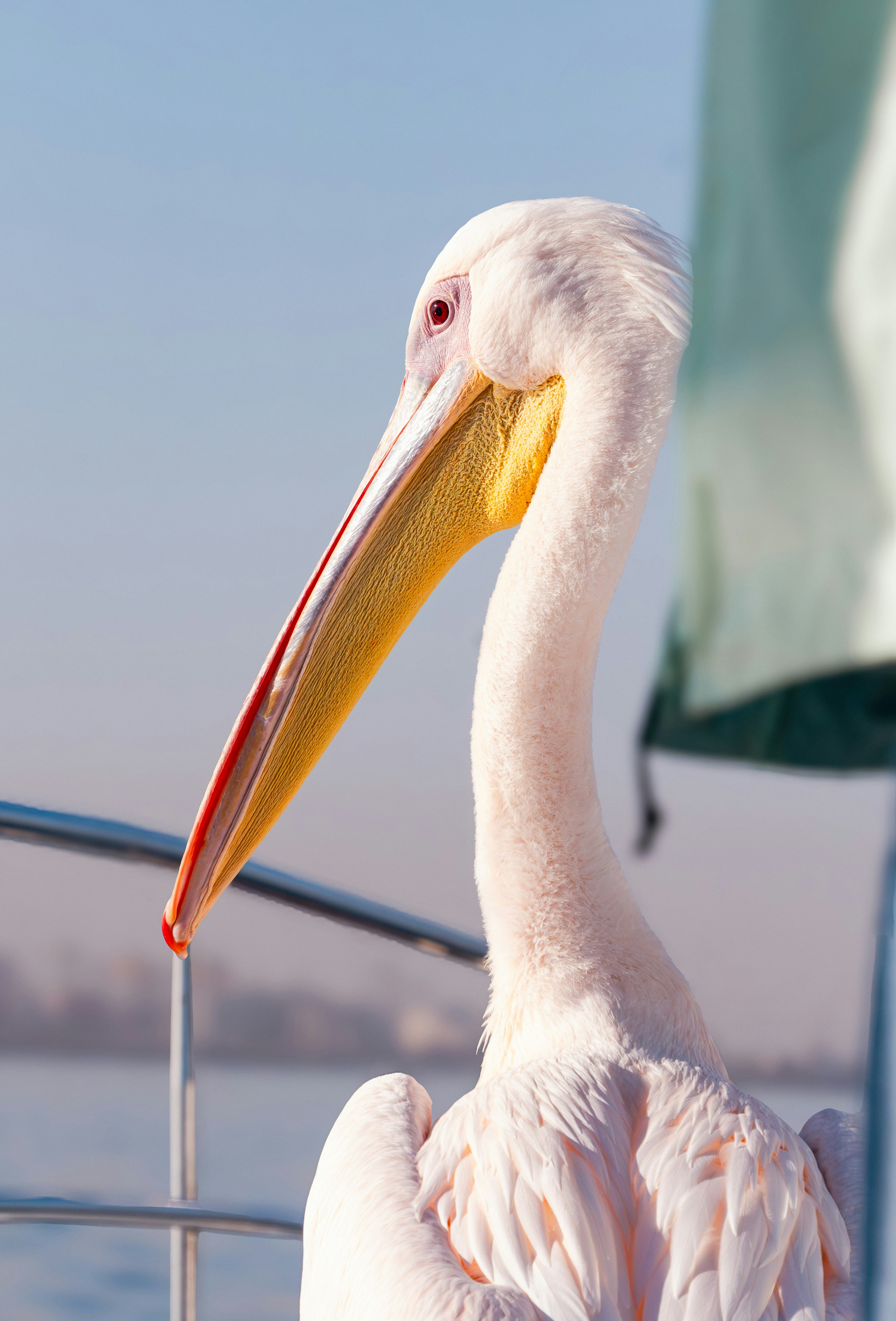 Close-up of a pelican's beak and feathered neck against a blurred harbor backdrop