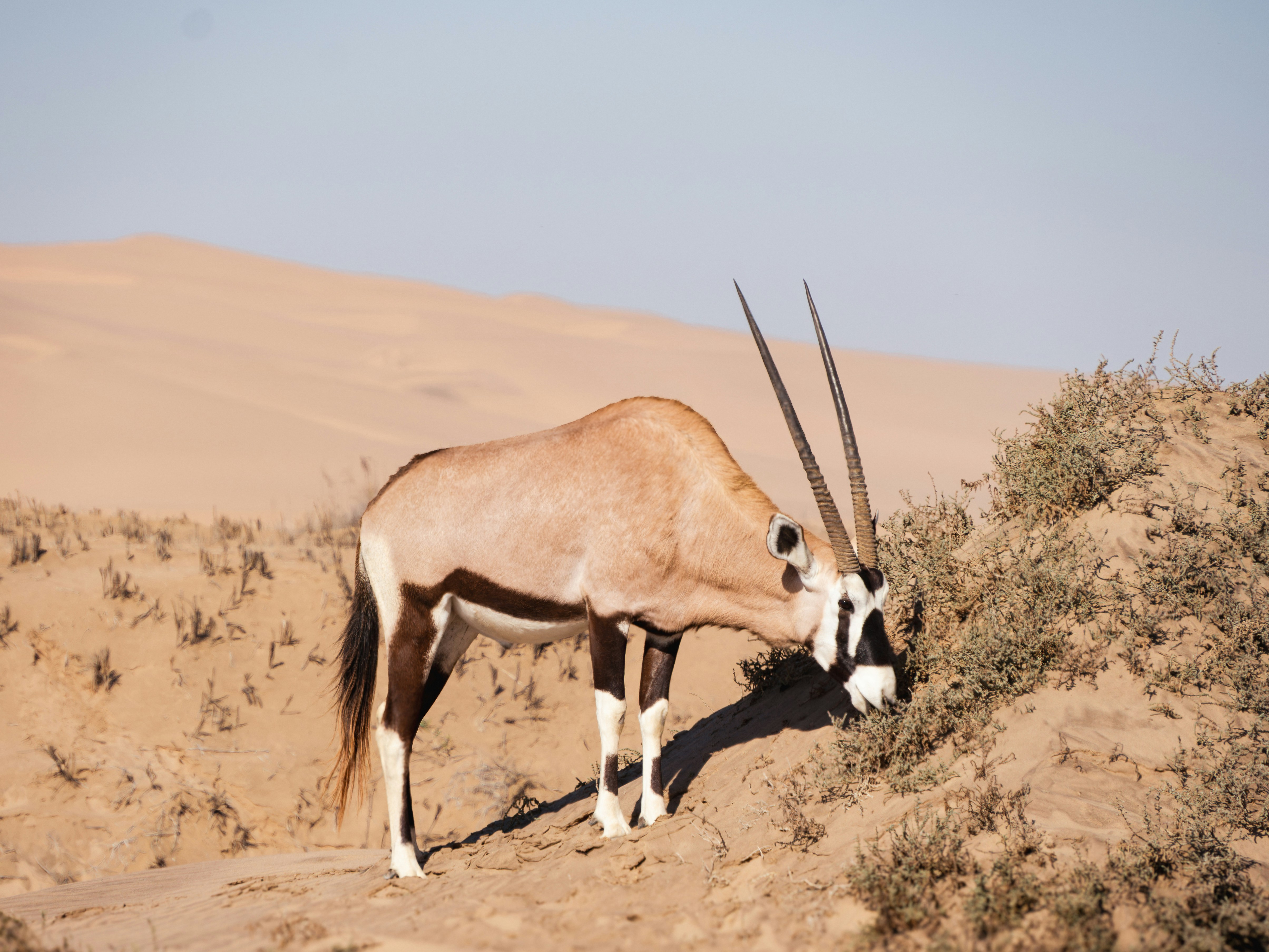 Desert Oryx in Dune Light
