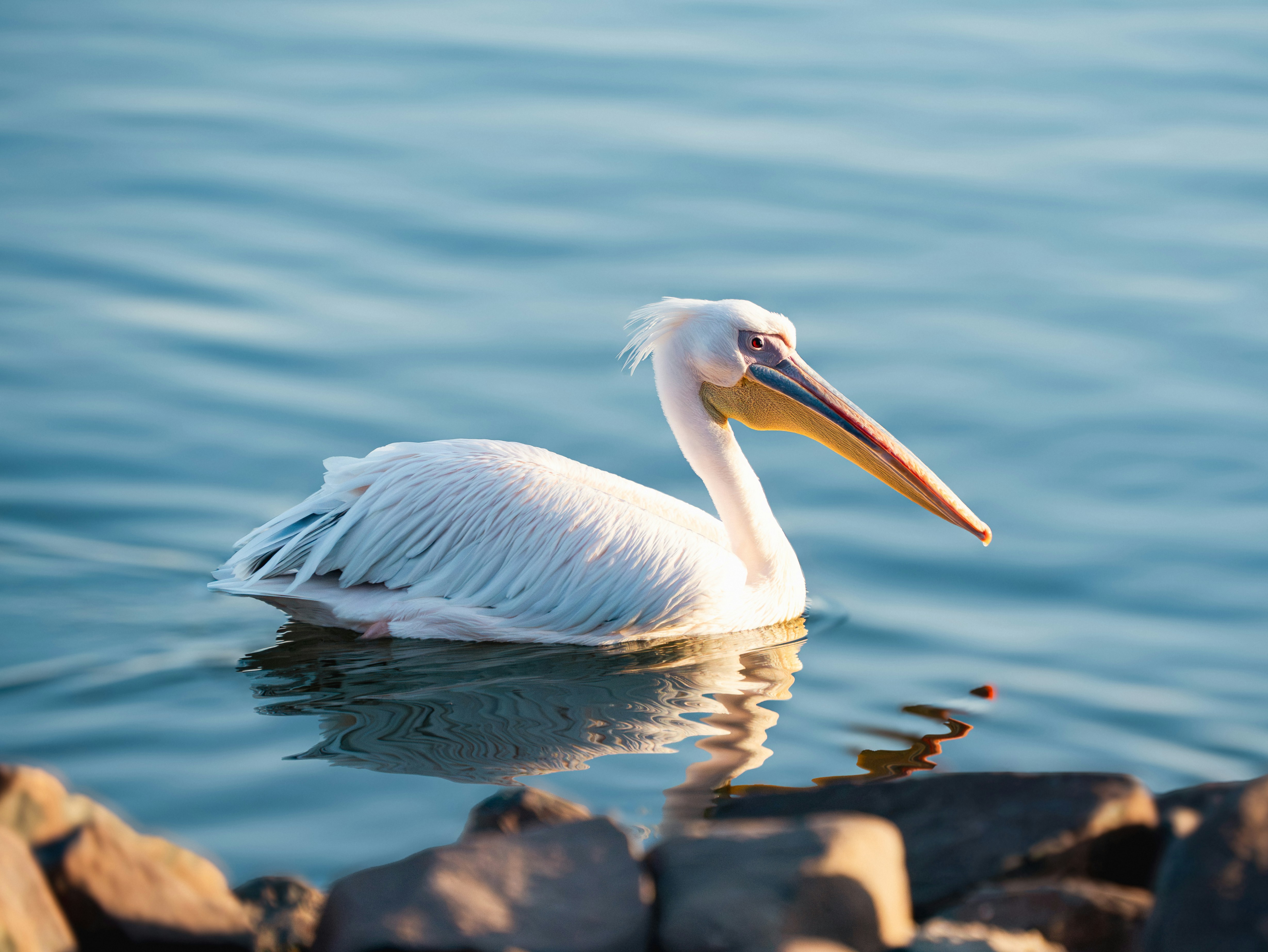 A white pelican swims gracefully in calm blue water.