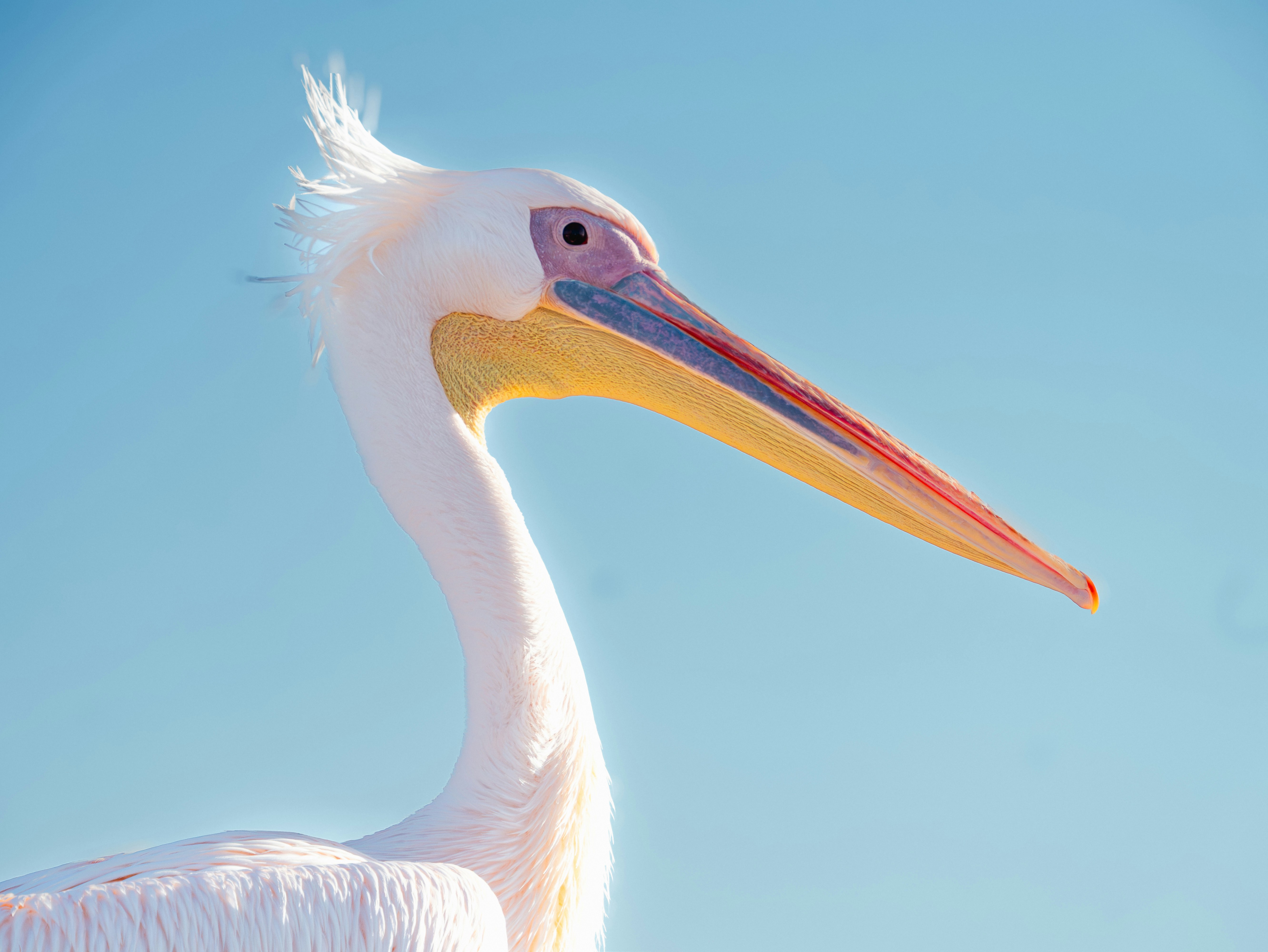 Coastal Pelican in Profile Against Clear Sky