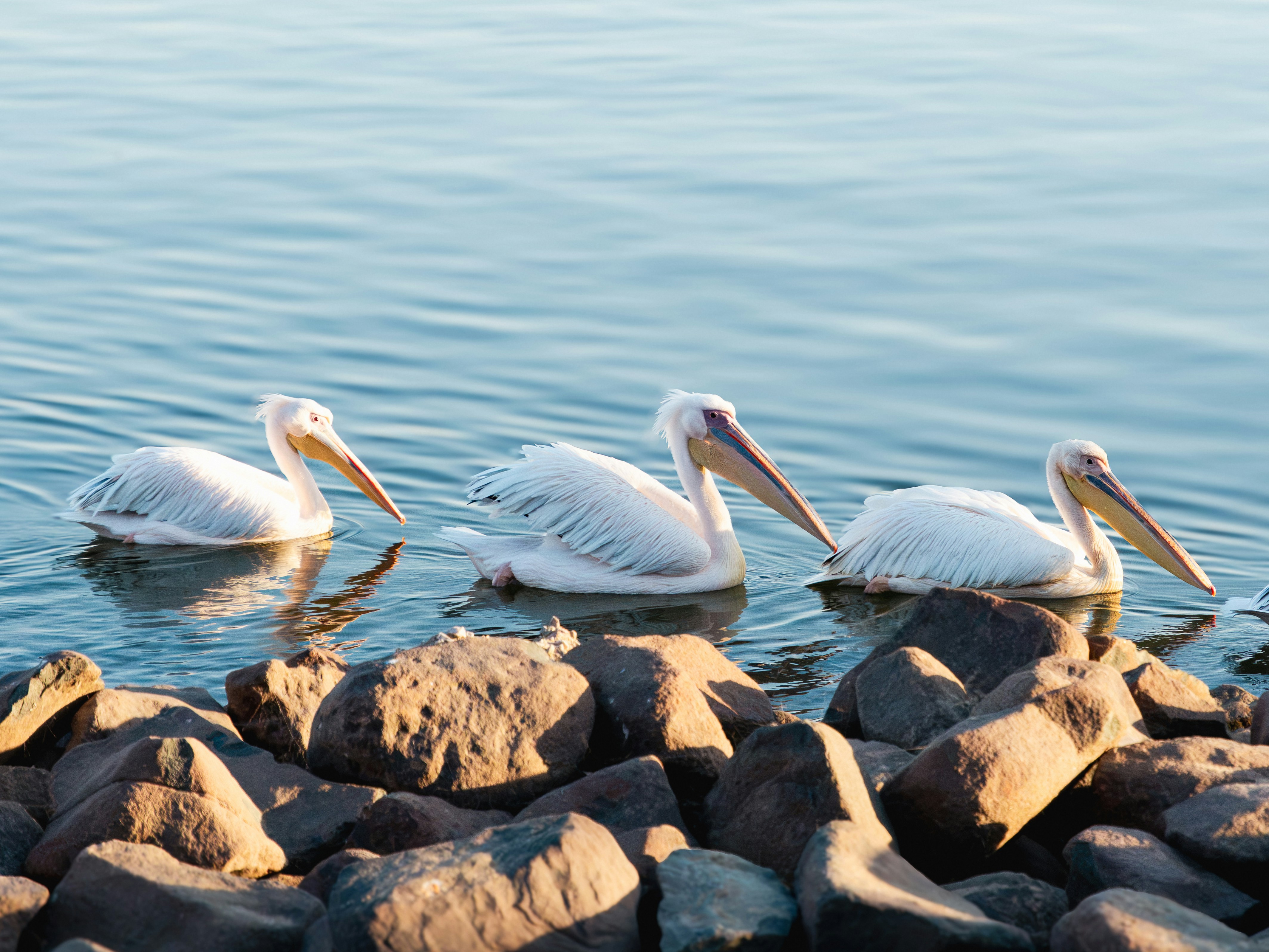Triad of Pelicans on Quiet Waters
