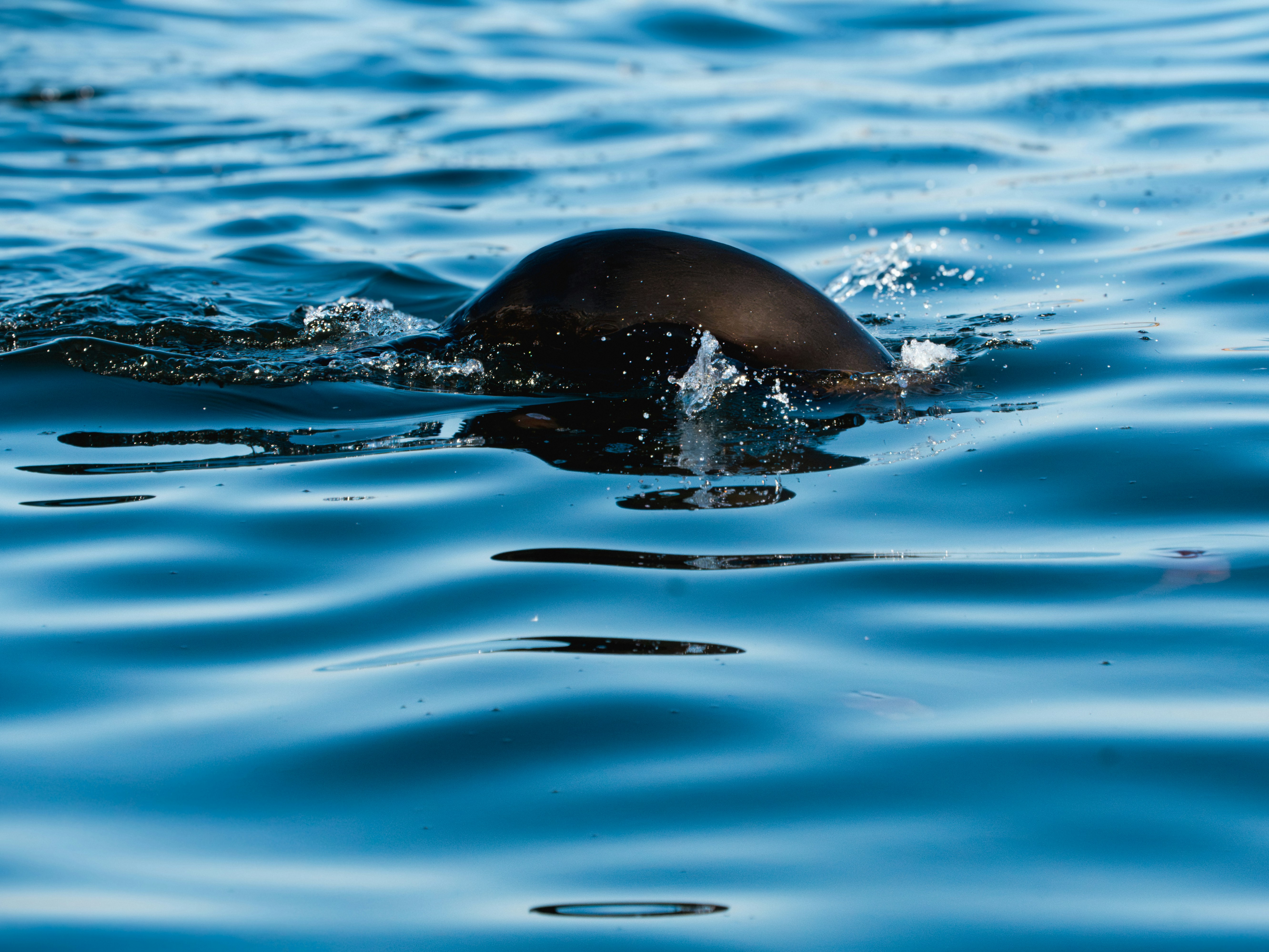Lip of the Ocean: a dolphin’s dorsal arc breaking the blue surface