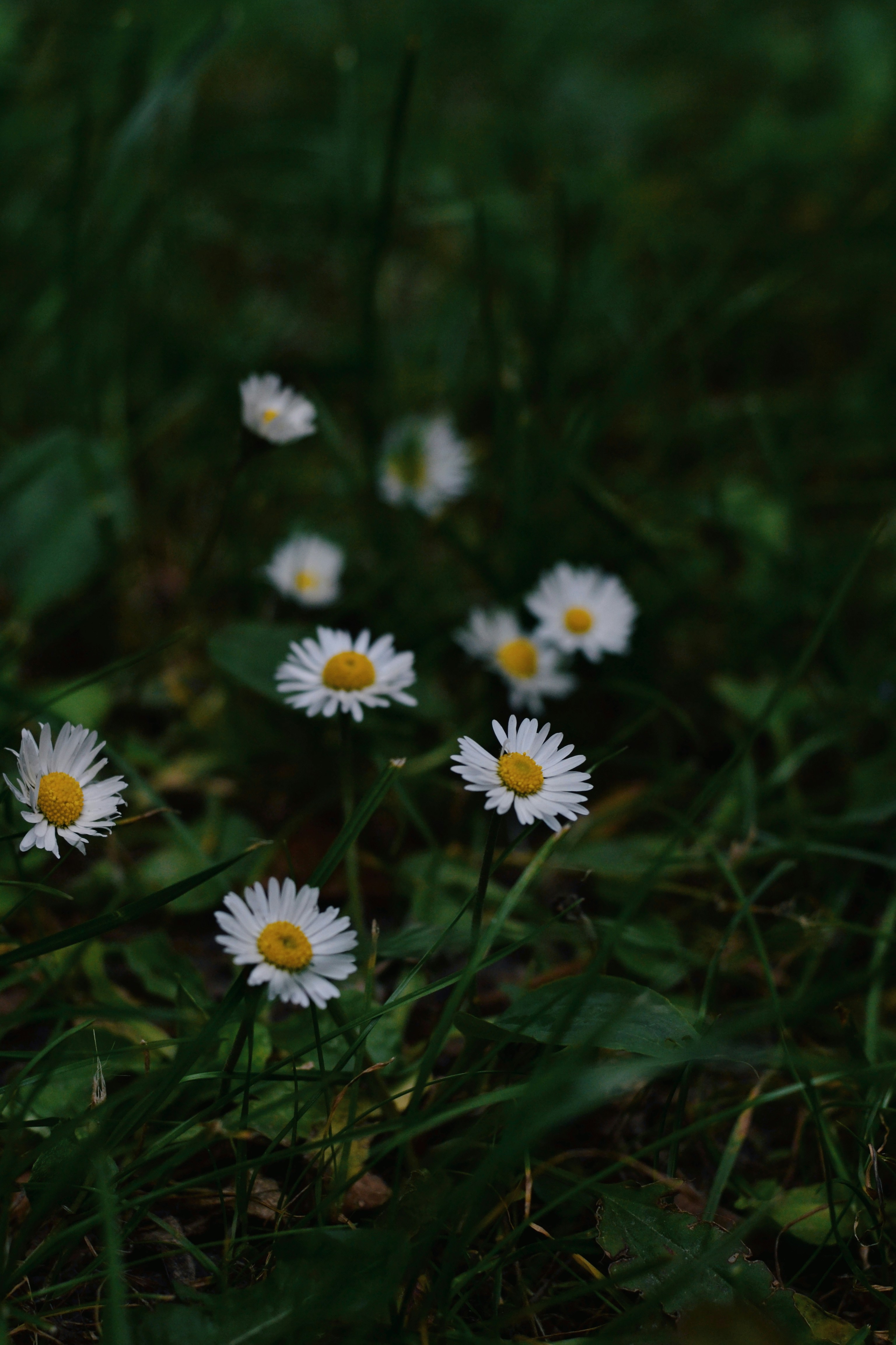 Whispering Daisies in a Dim Meadow