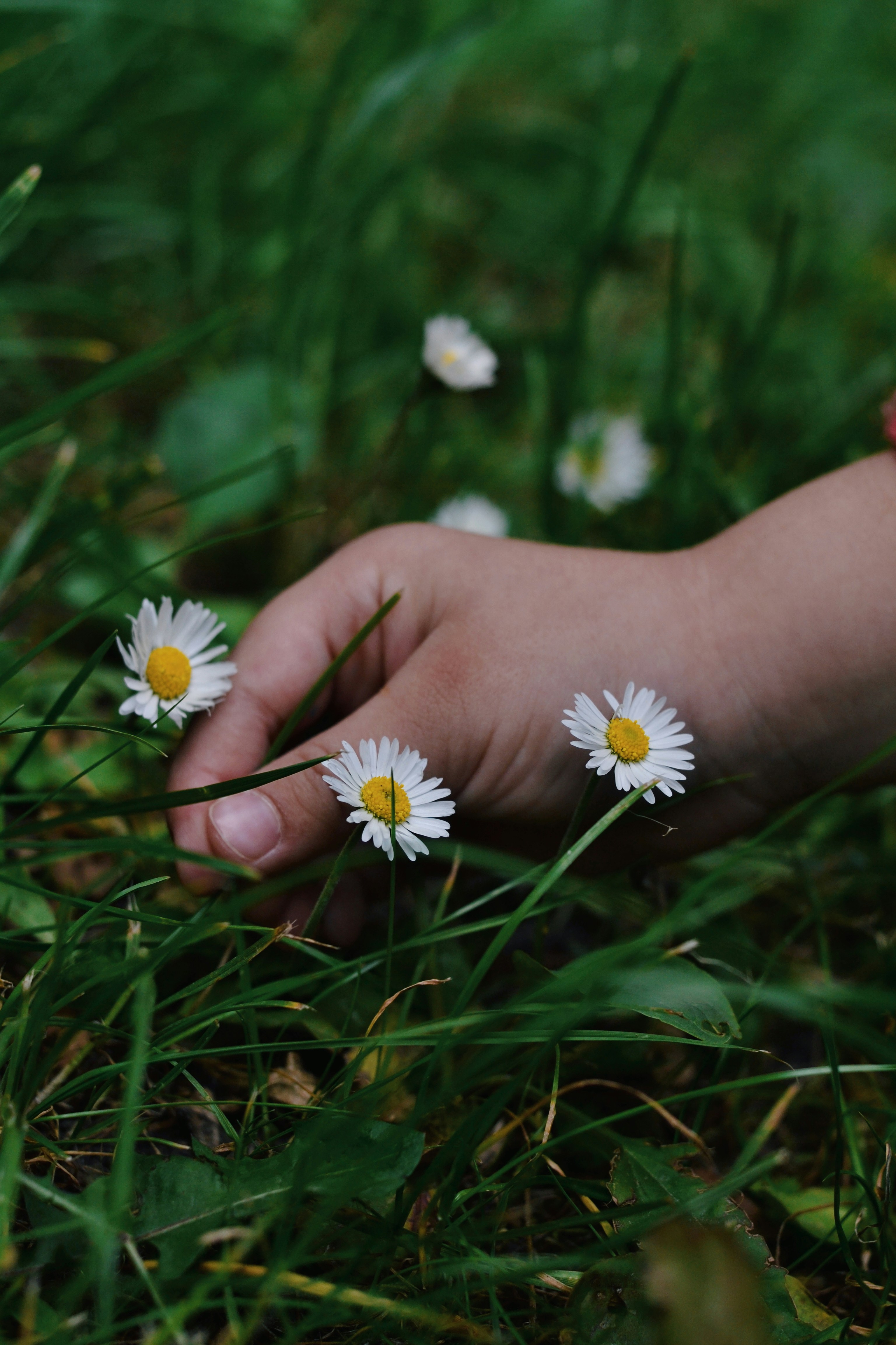 Daisy Touch: A Gentle Hand Reaches Through Grass