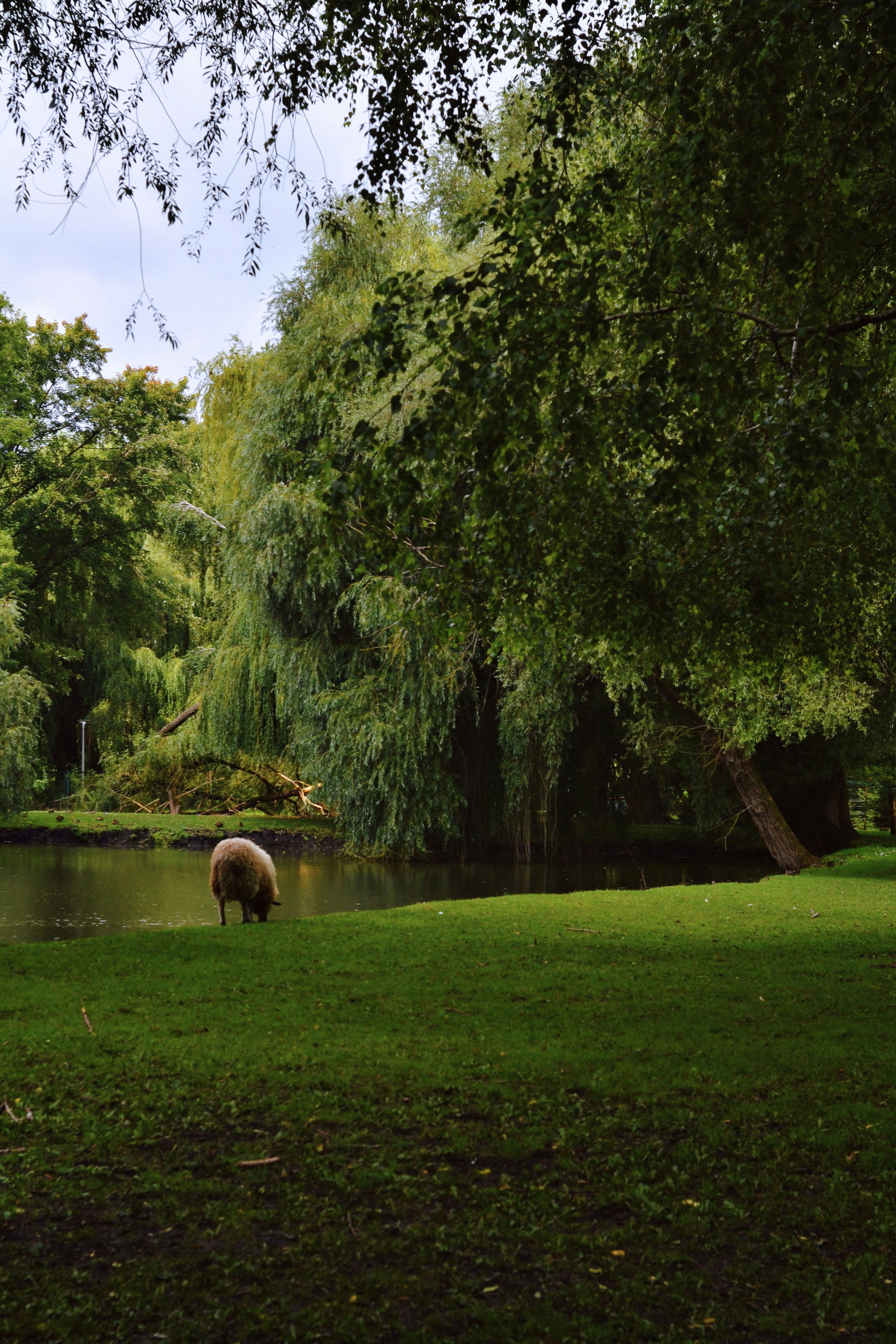 Lonely Deer by the Pond: Quiet Afternoon in the Park