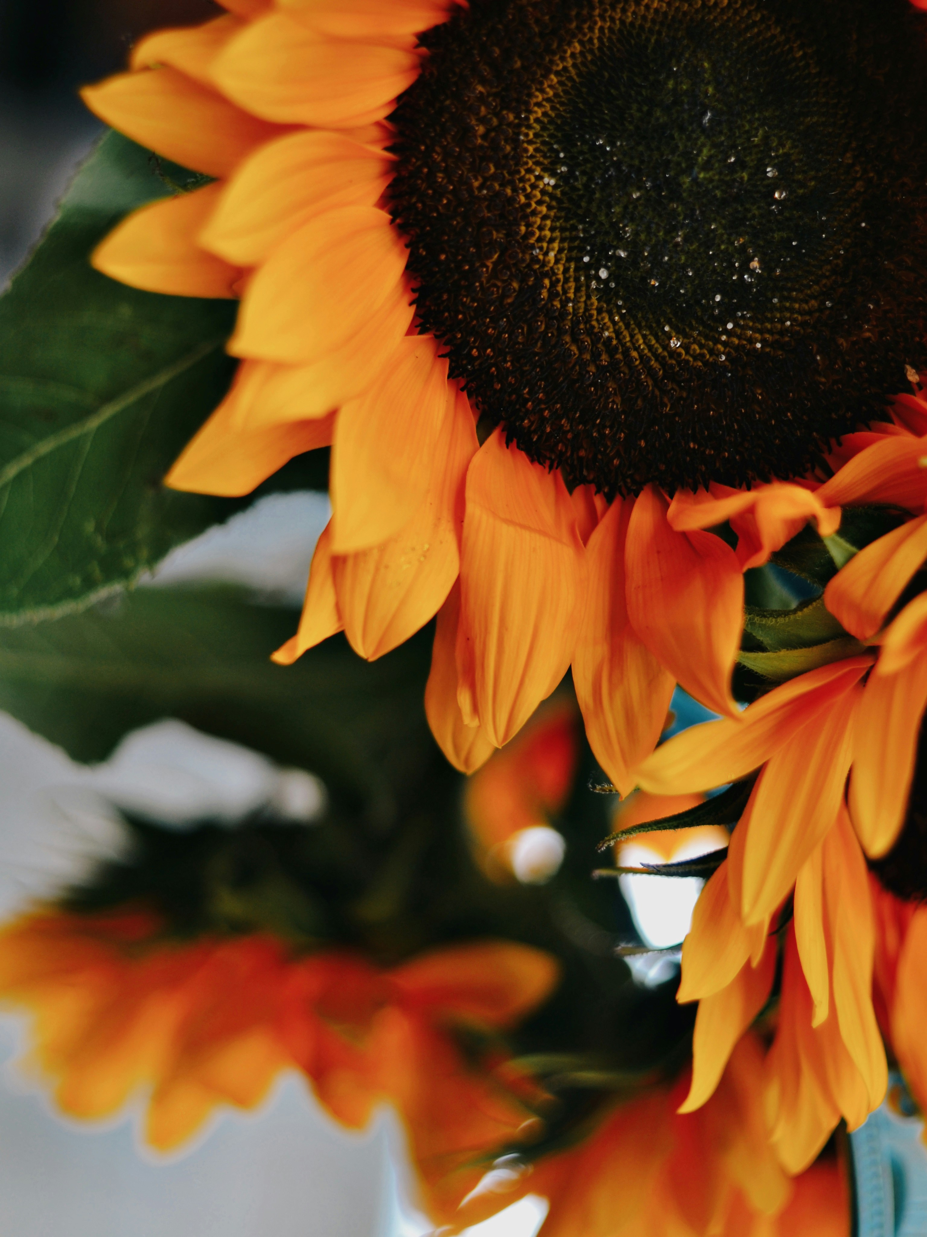 Sunburst Center: A Close-Up on a Sunflower's Bold Facade