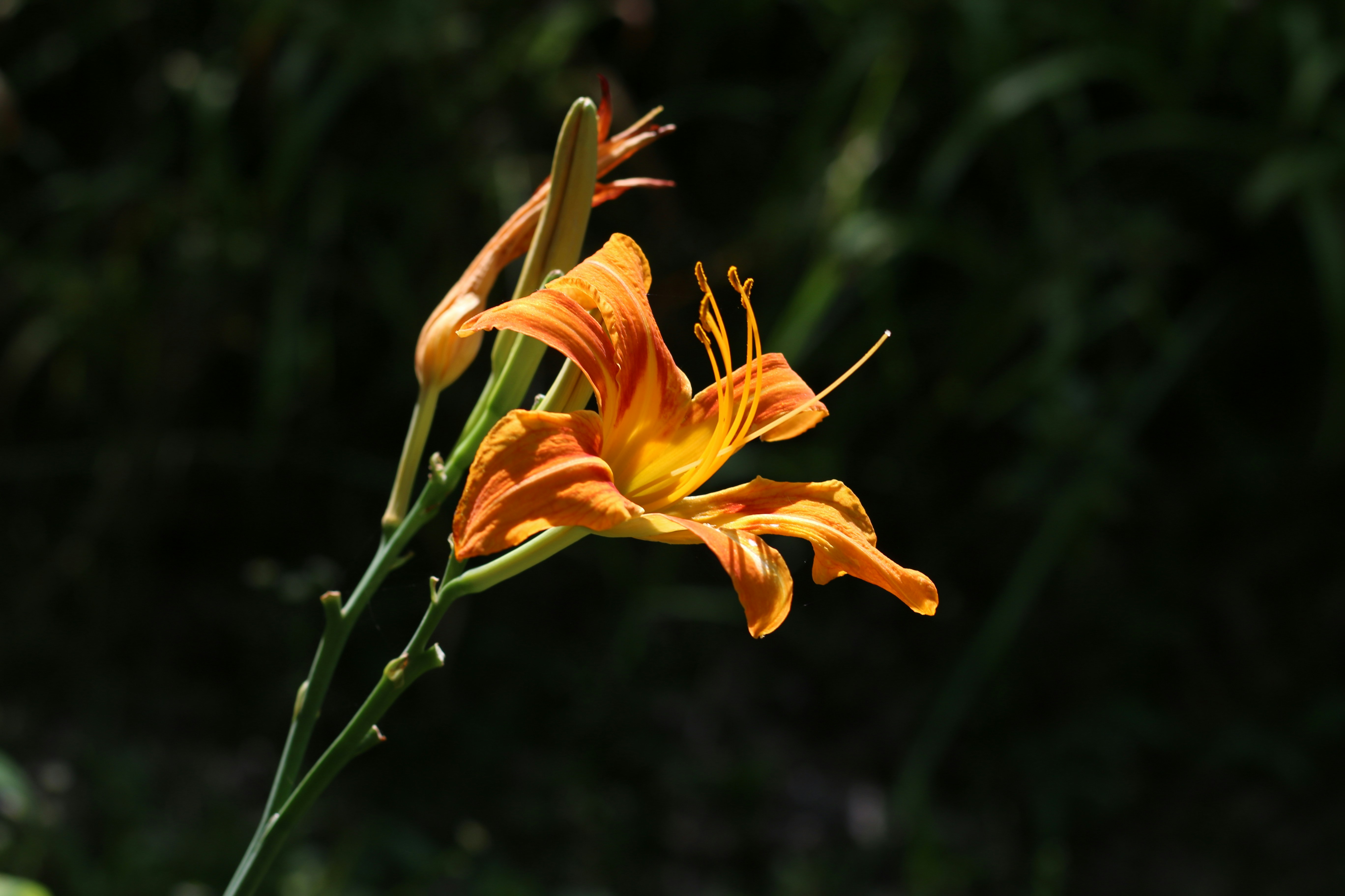 Bright orange lily blossoms with slender stems stand in sharp relief against a dark, blurred background.