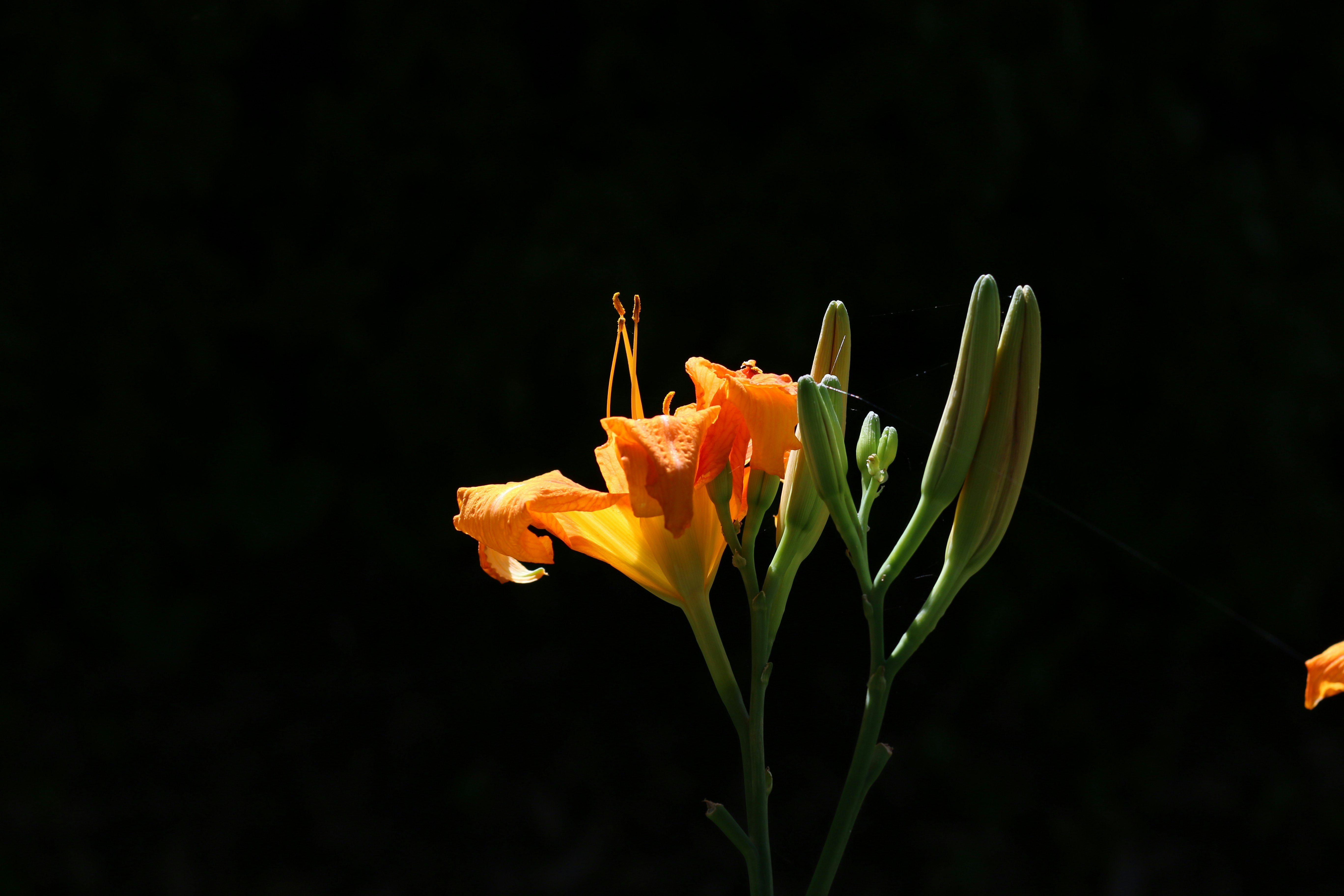 Orange Lily Emerges from the Quiet Darkness