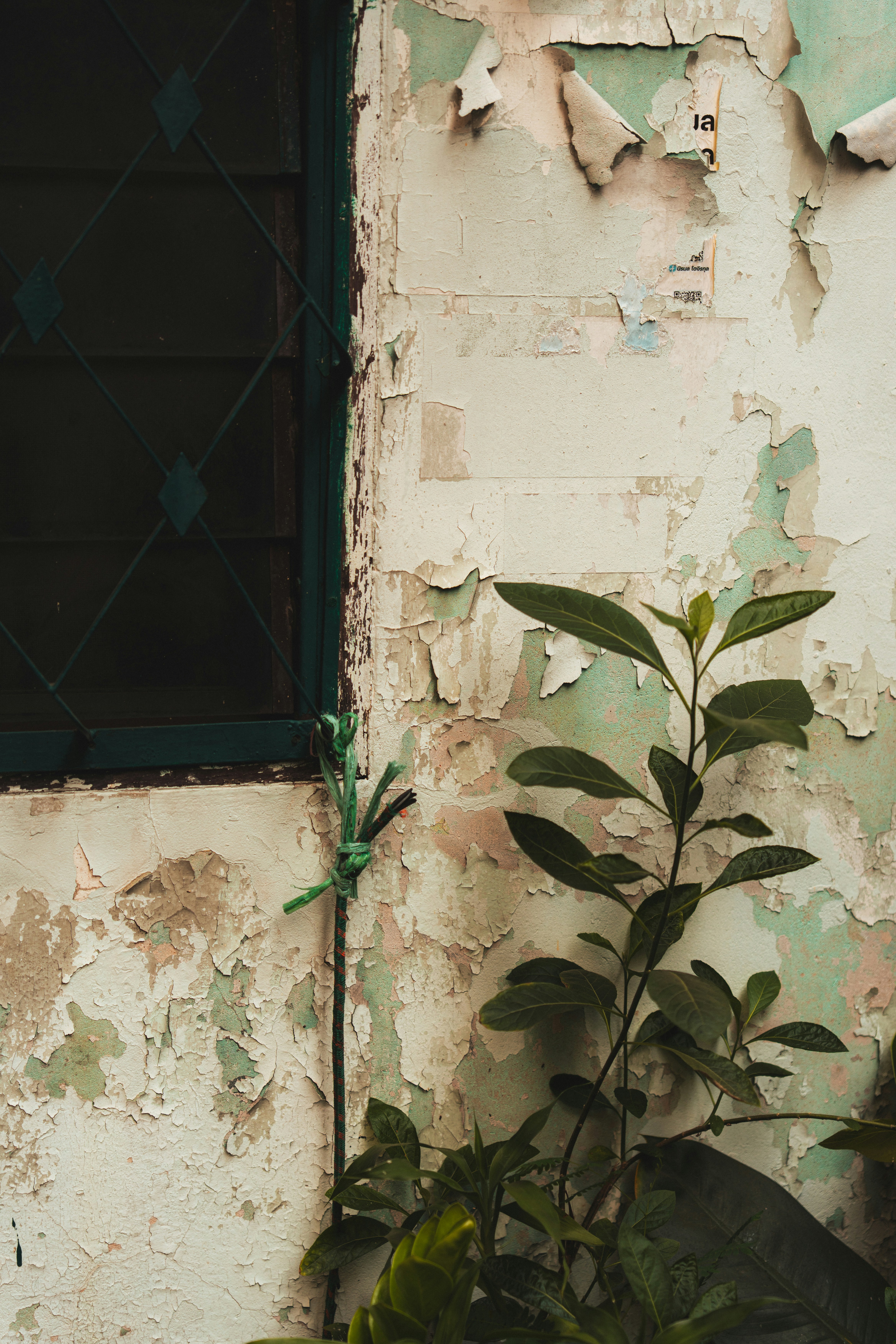 Greening the Cracked Wall: Plant meets Decay