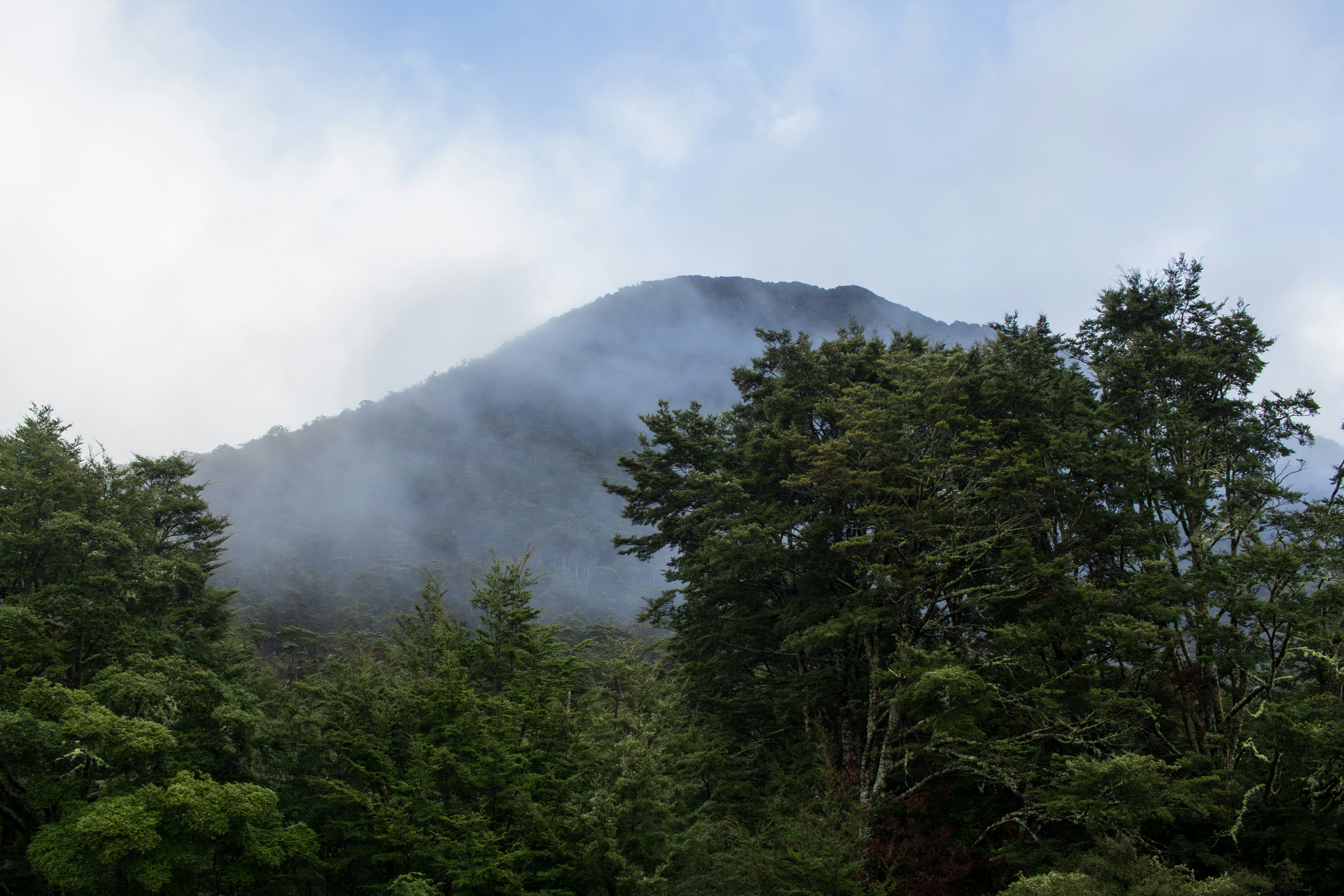 Misty Peak Above a Quiet Pine Forest