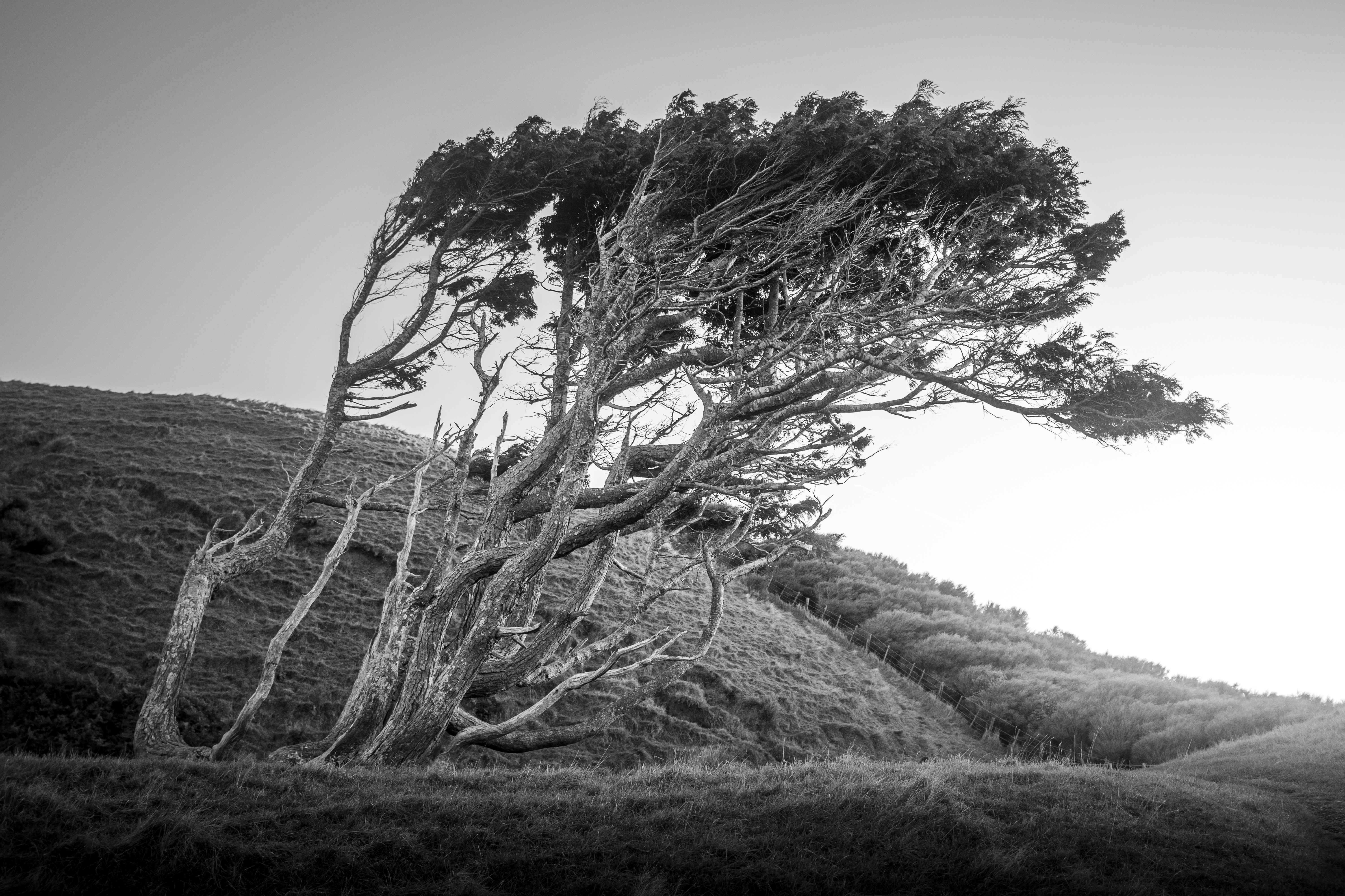 Windward Willows: A Wind-Swept Bend of Branches