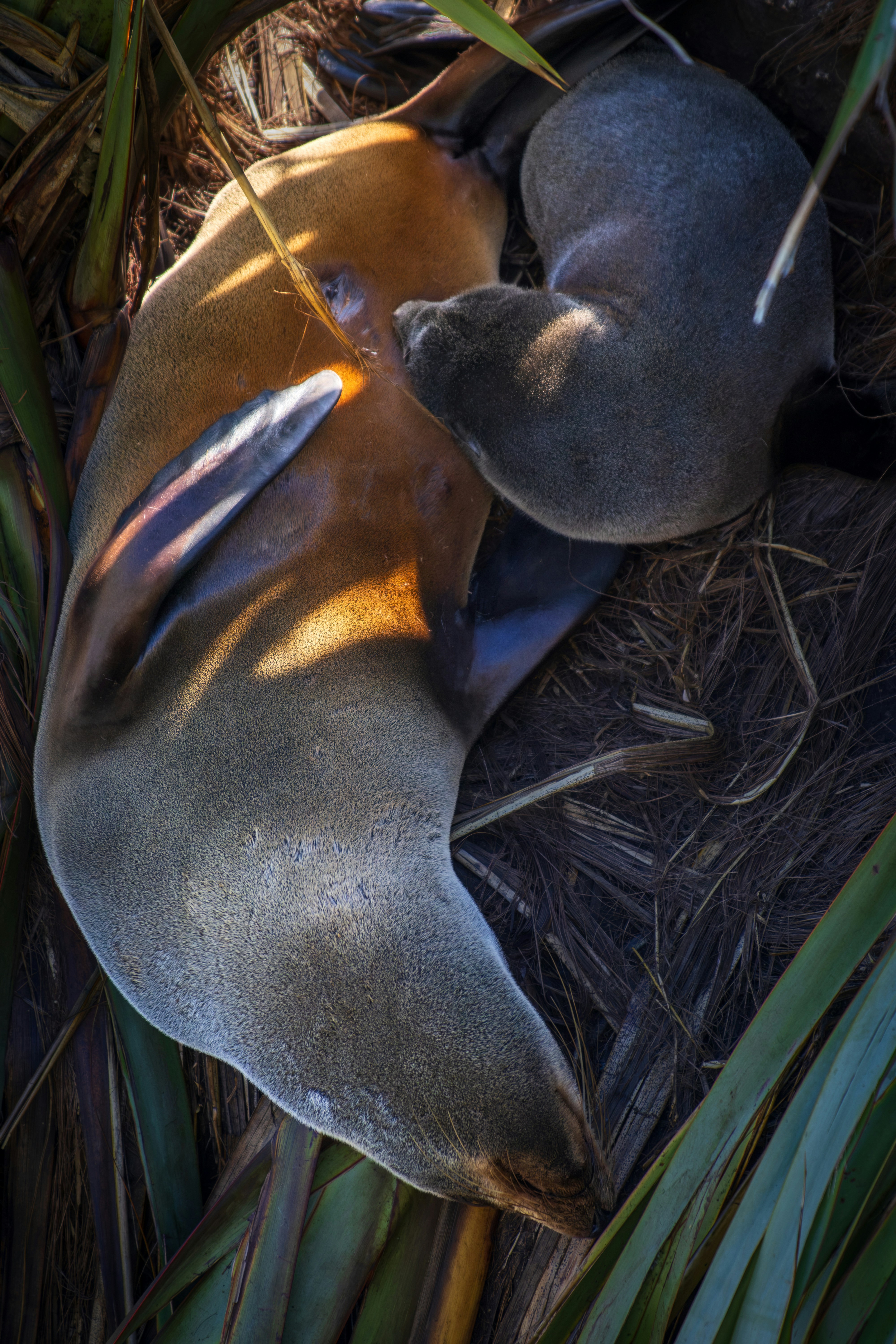 Resplendent Night-Sky Finned Shadow: A Shoreline Fauna Kiss