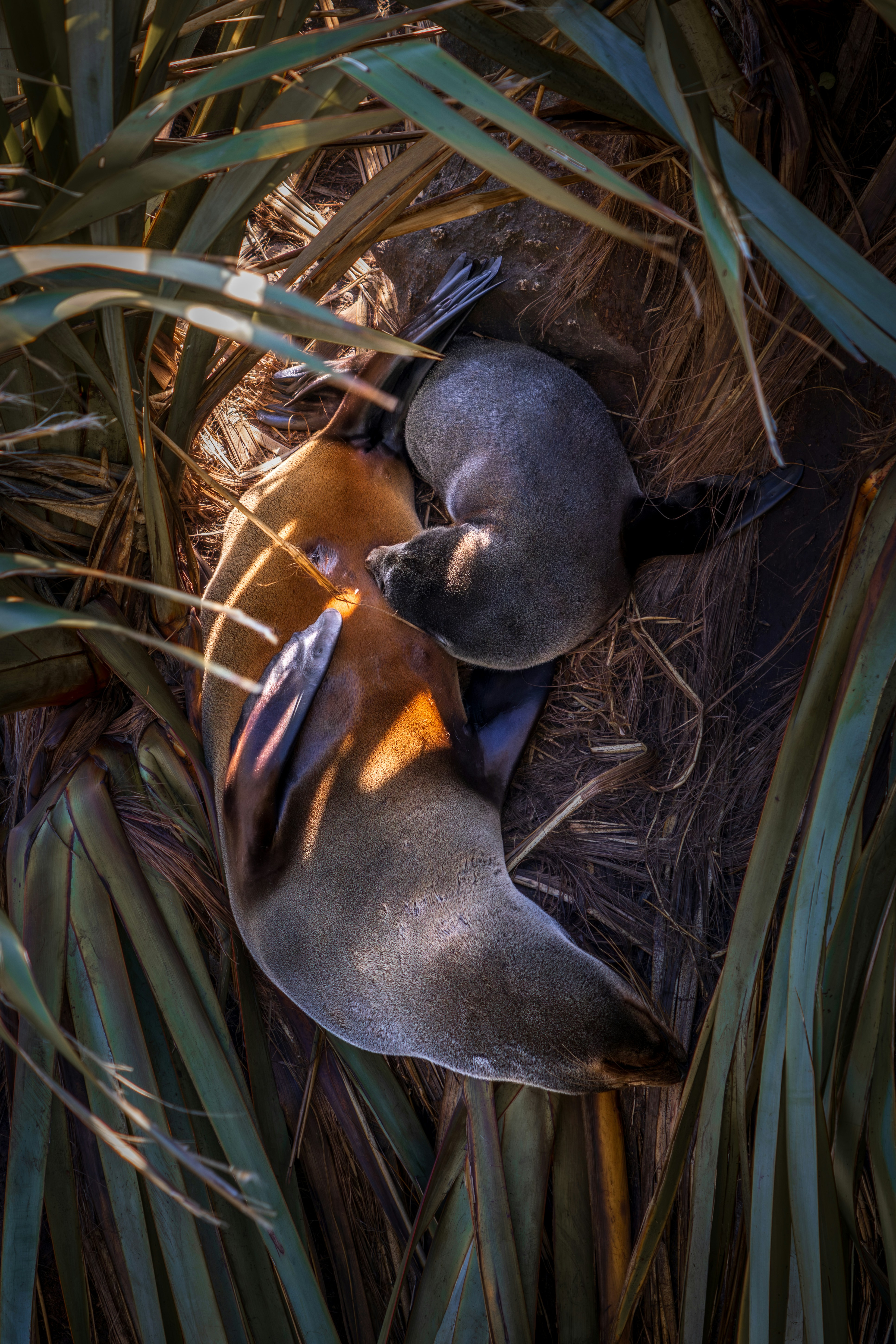 Moonlit Nuzzles: A Pair of Otters in Dappled Palm Understory