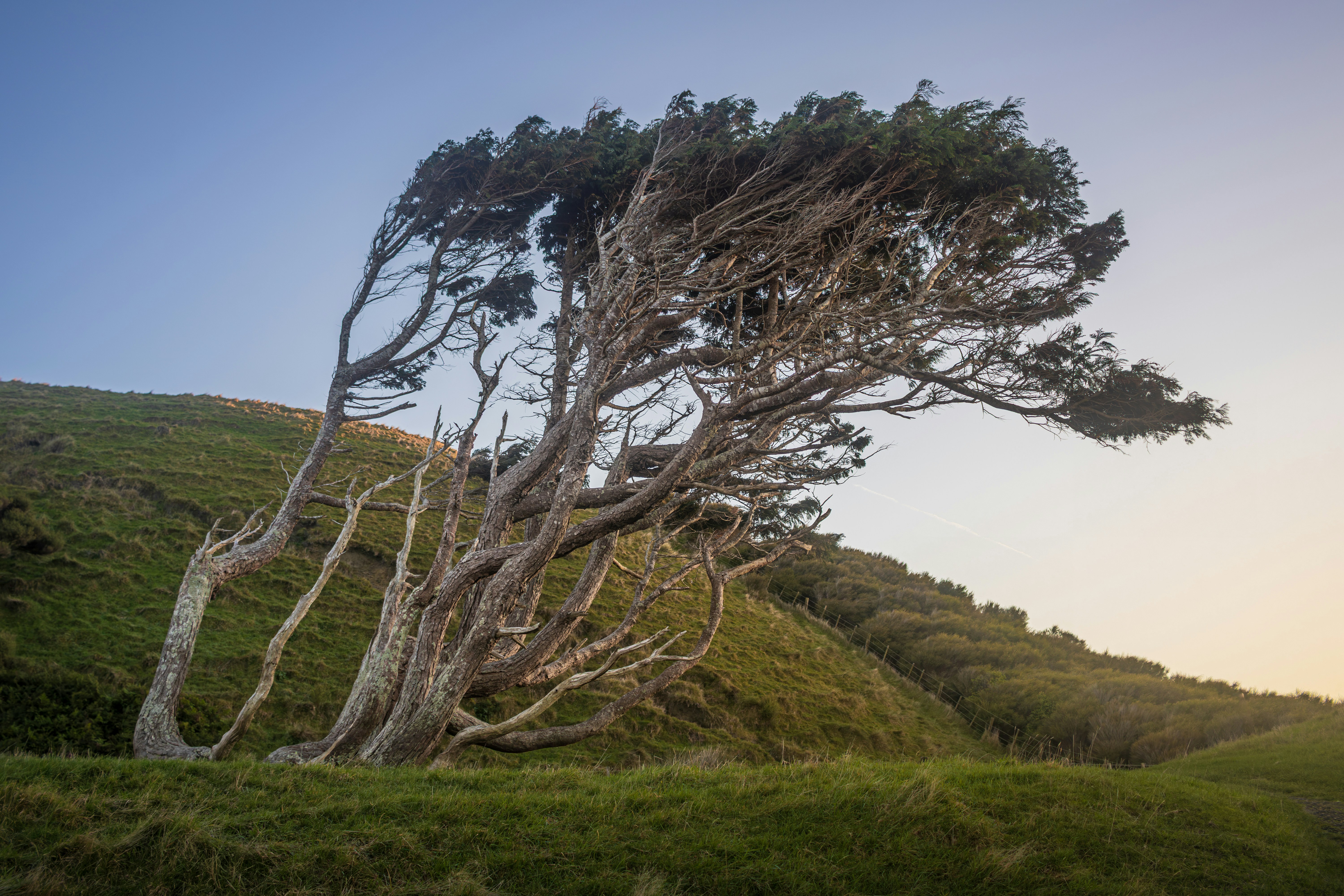 Wind-bent sentinels: a lone duo of trees leaning into the hillside