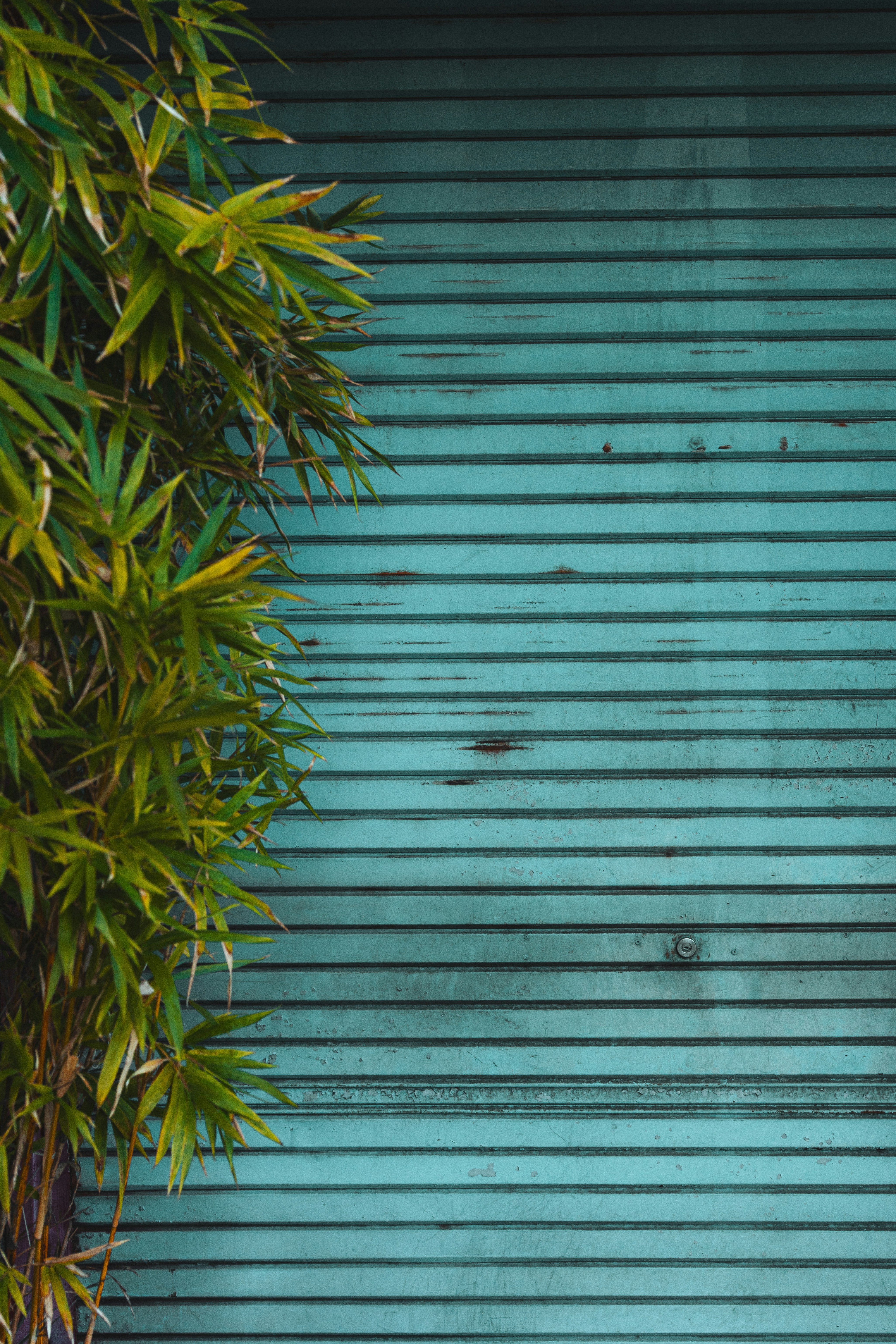 Teal Slats and Green Foliage: A Quiet Corridor of Color
