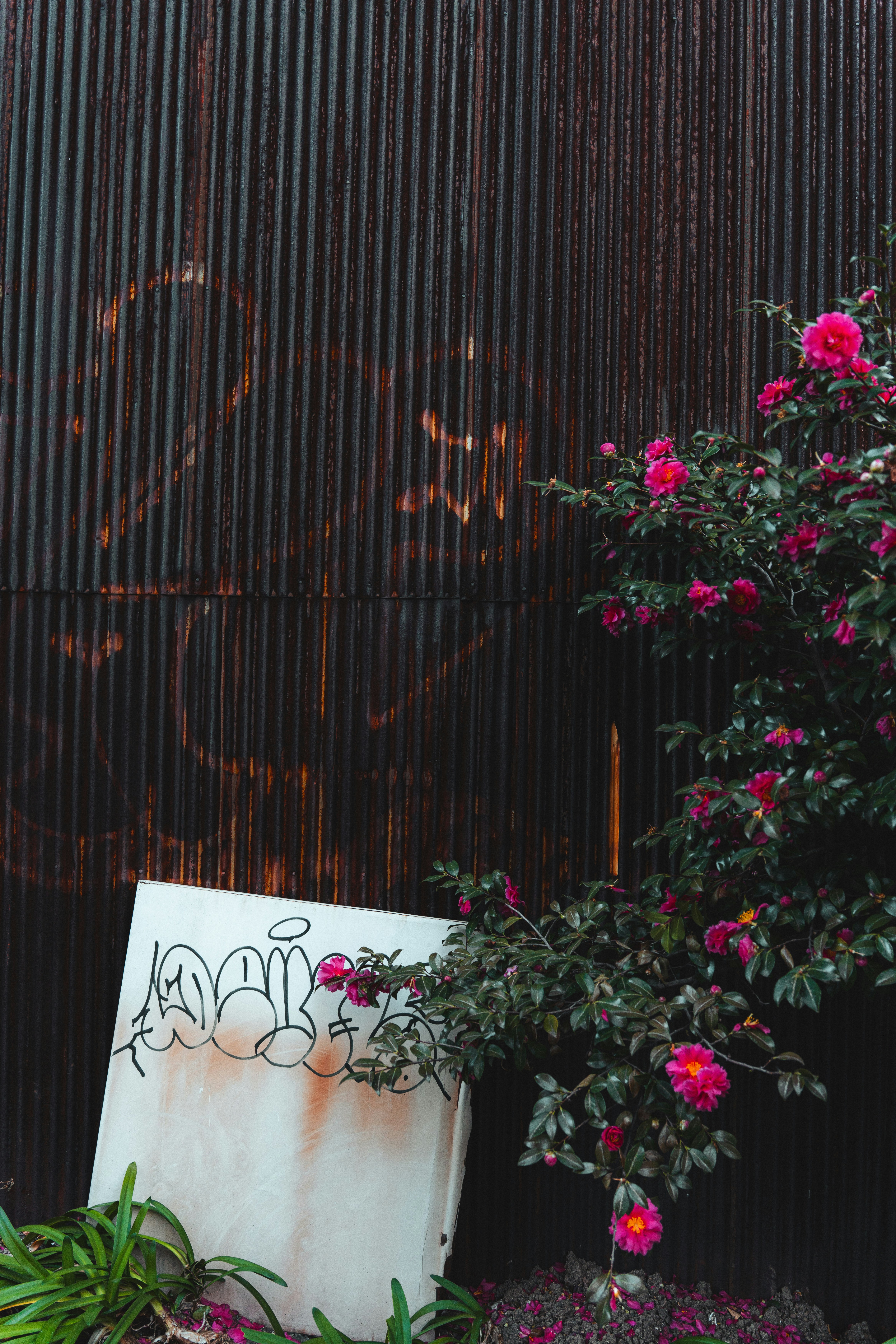 Flowering vines at the edge of a graffiti-adorned wall