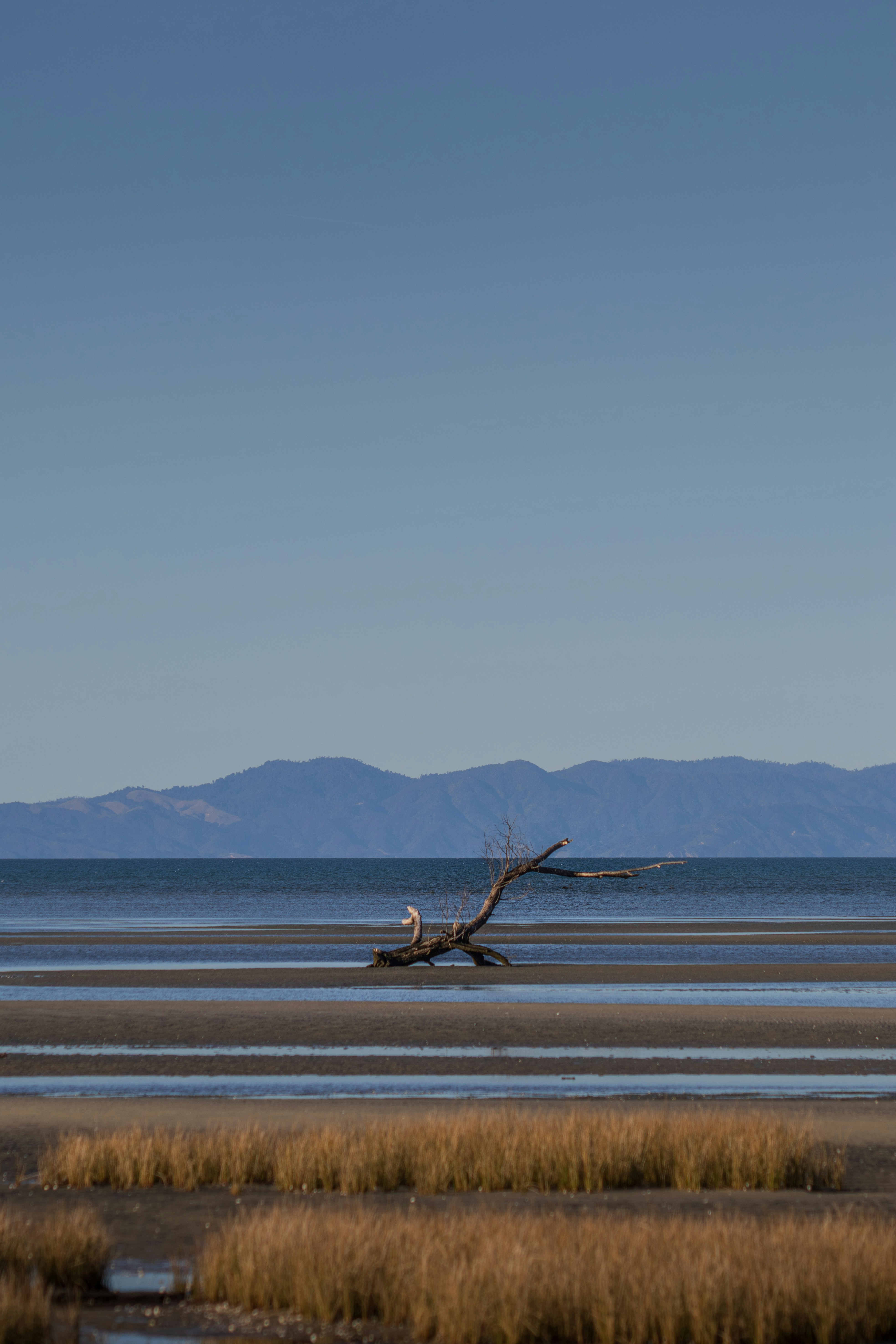 Driftwood sentinel on a quiet tidal plain with distant mountains