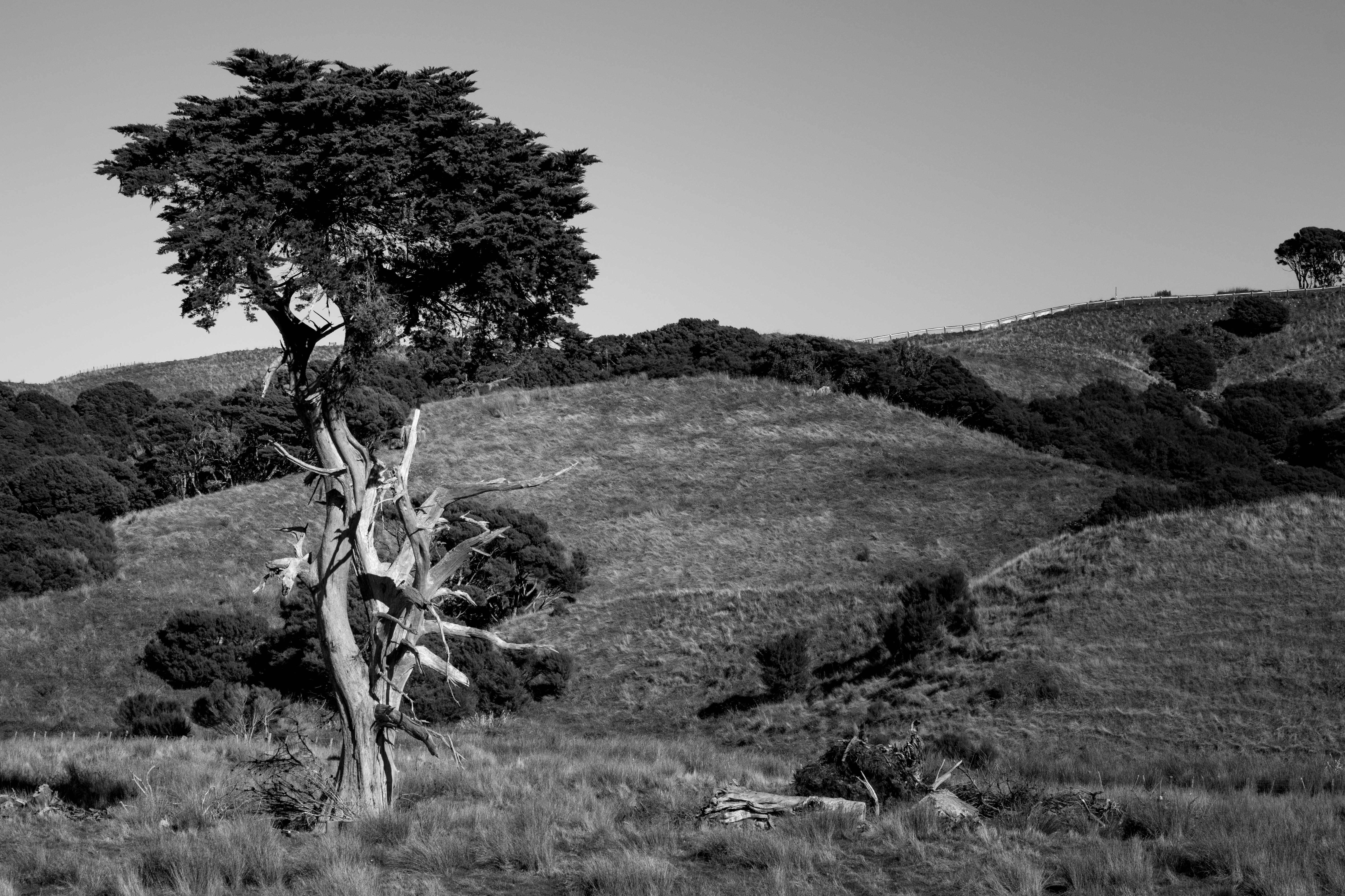 Stunted Tree in Rolling Moorland: a Quiet Study in Monochrome