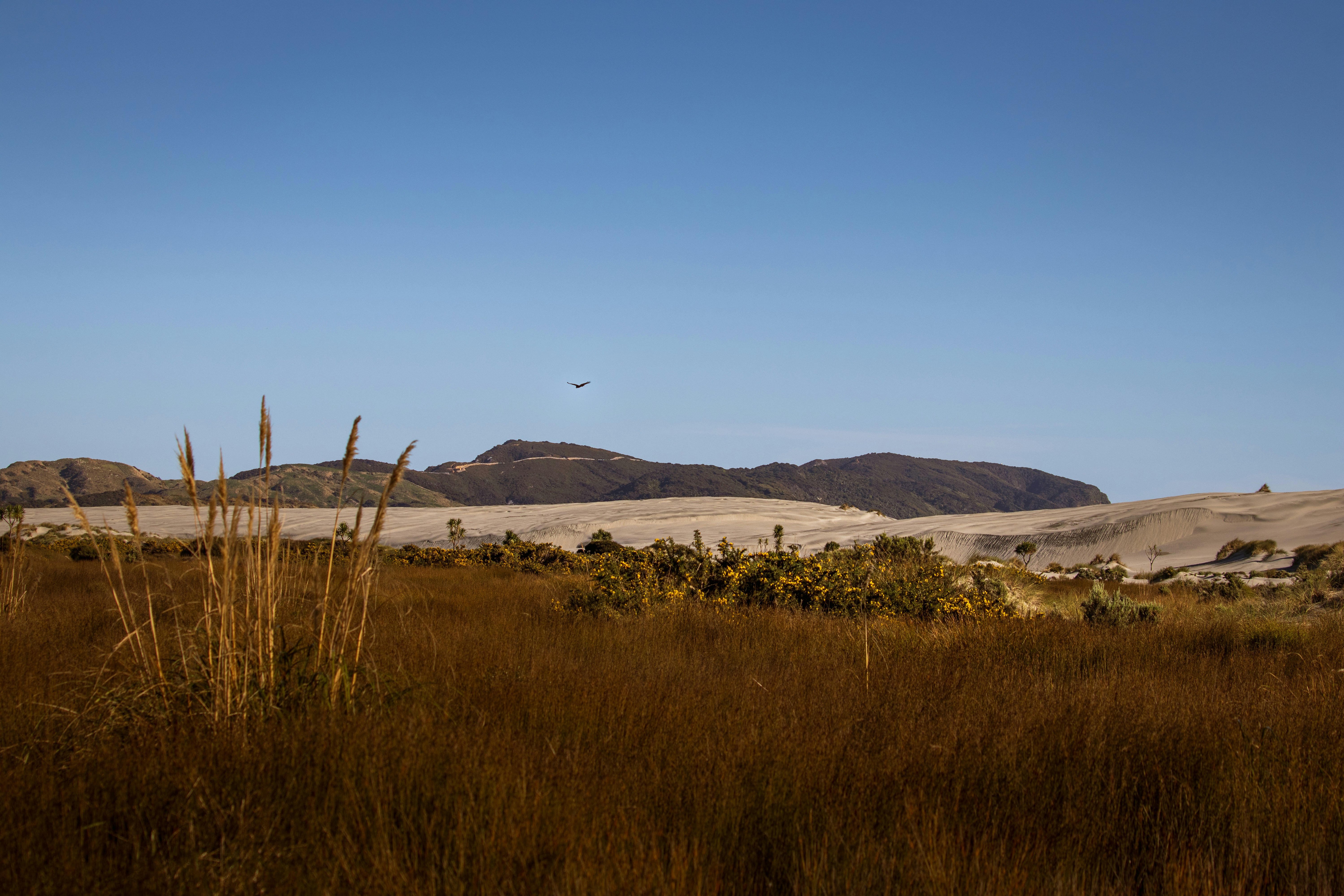 Desert Grassland Under a Wide Blue Silence