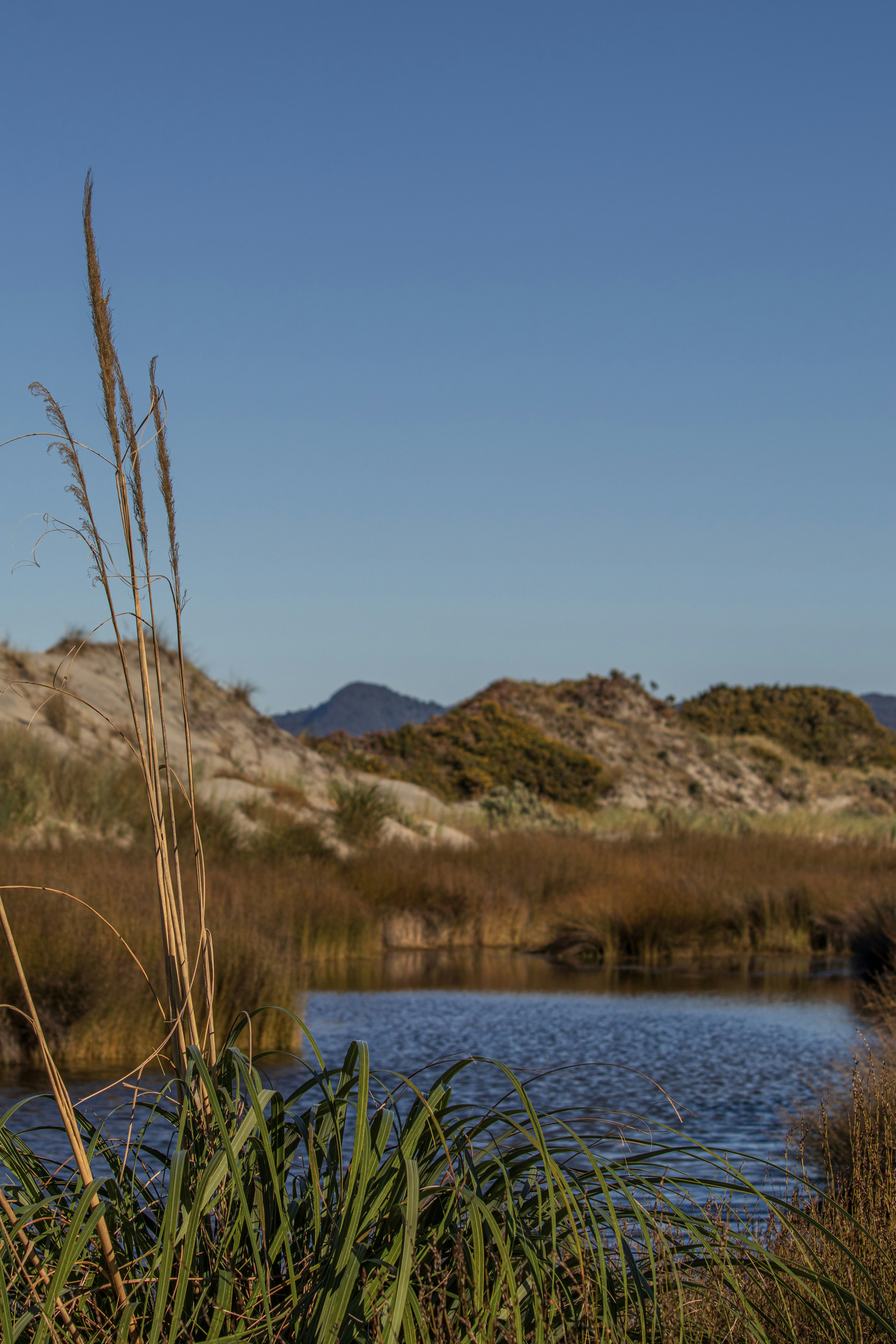 Ridge and Reeds by the Still Pond