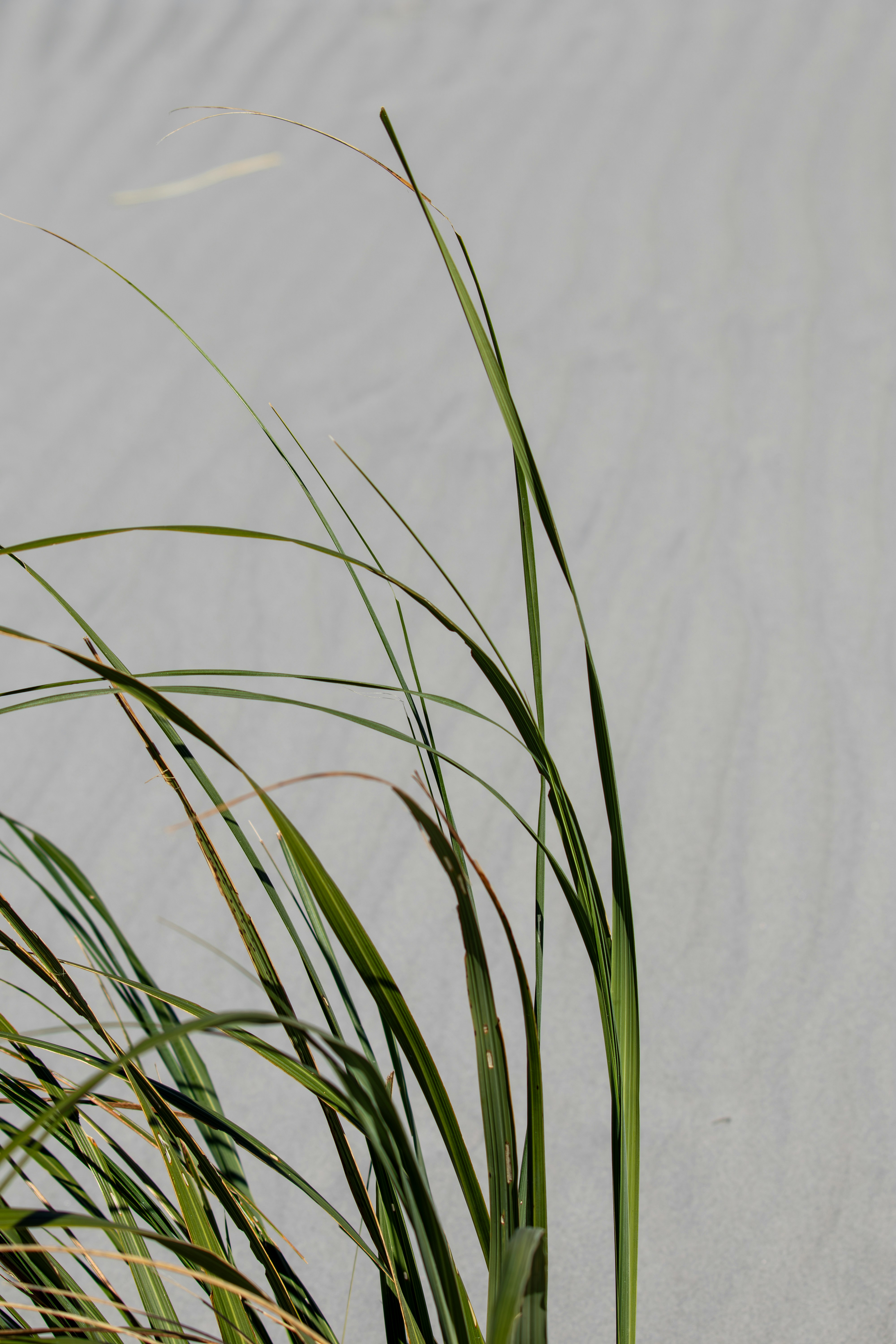 Close-up of wind-blown sea grasses bending over a smooth, pale shoreline, capturing the texture and motion of the blades against soft sand. This is a still life/shore study with natural light.