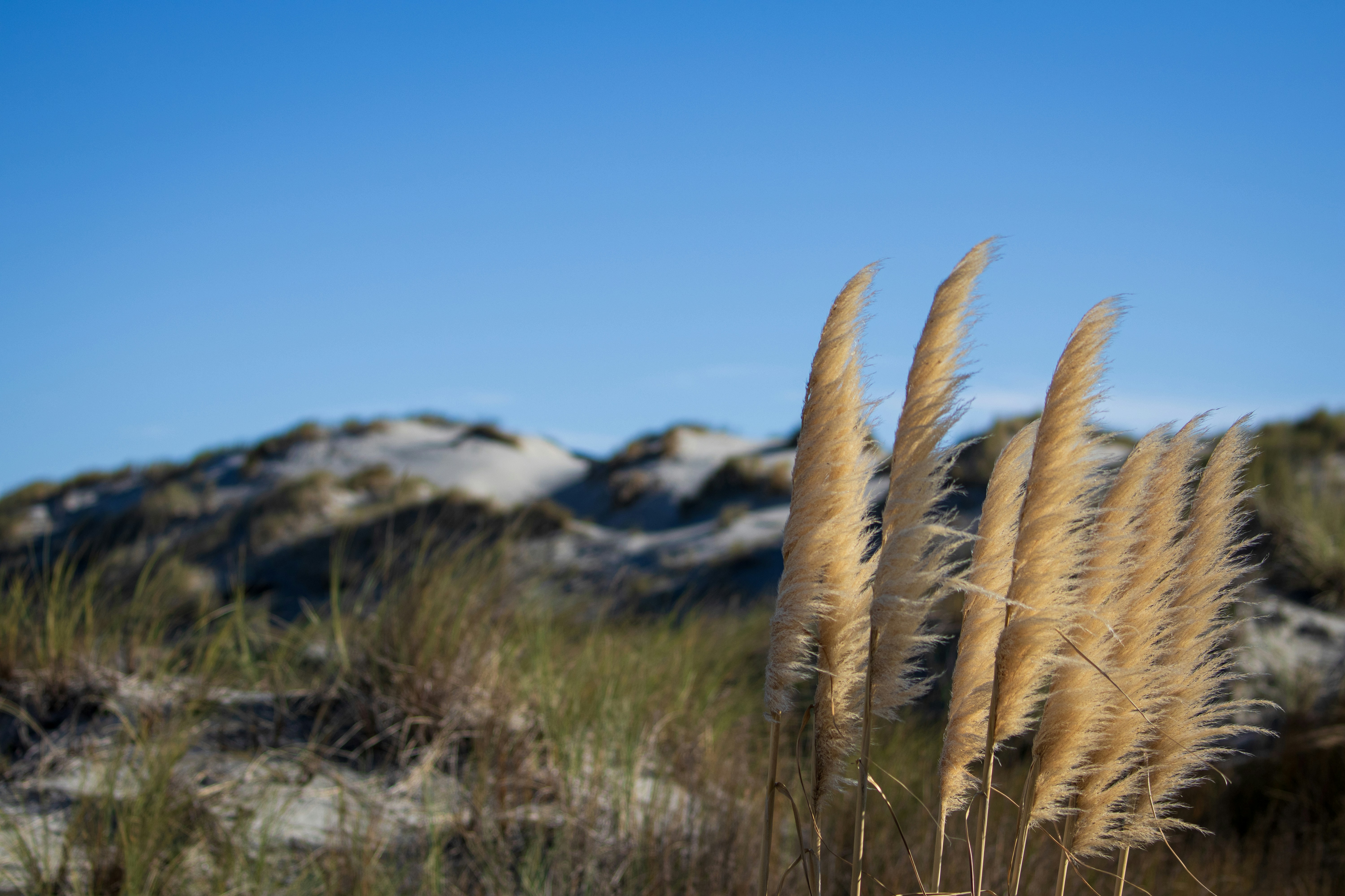 Dune Grass in Golden Light at the Edge of Shore
