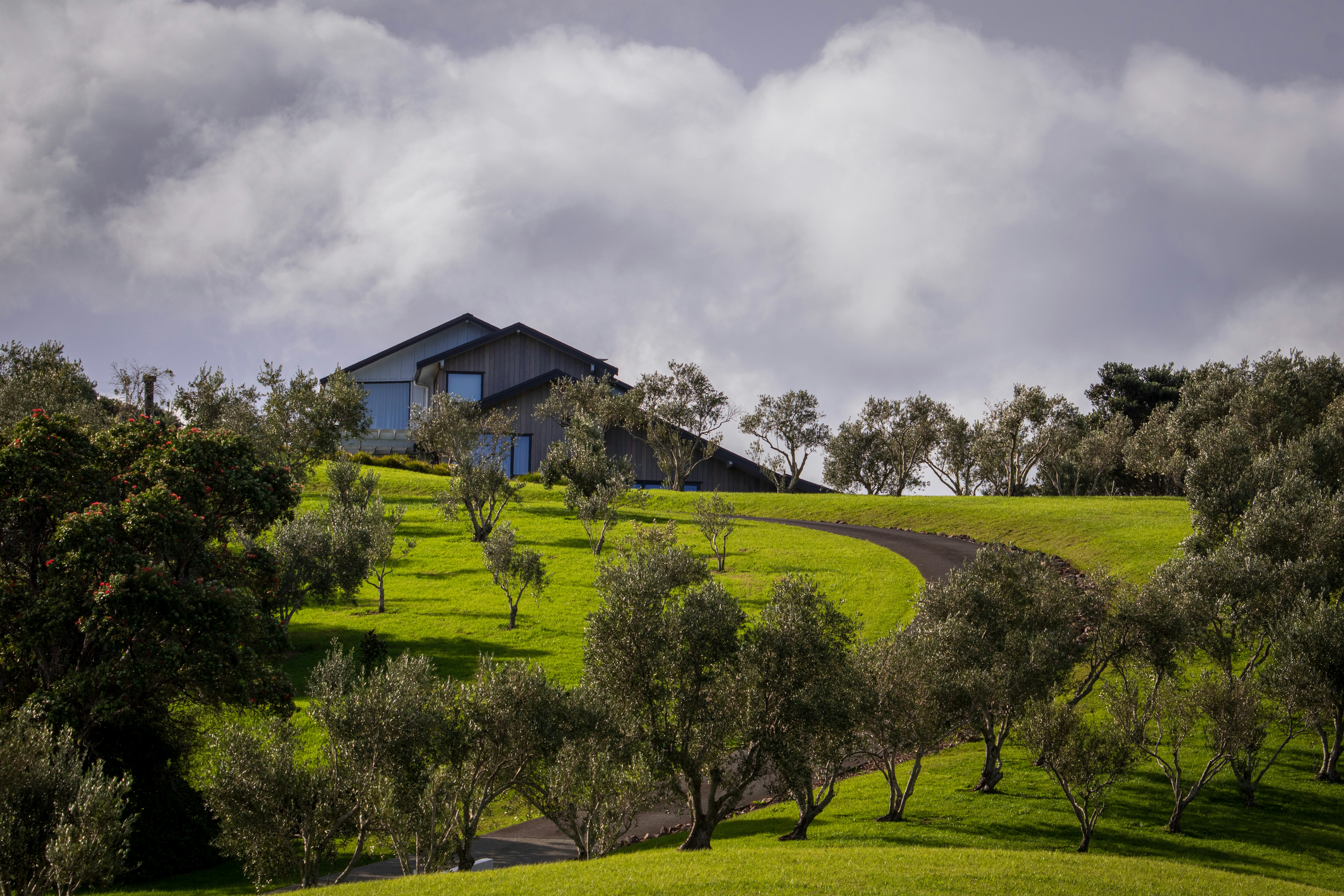 Cottage on a sunlit olive hillside under a veil of mist