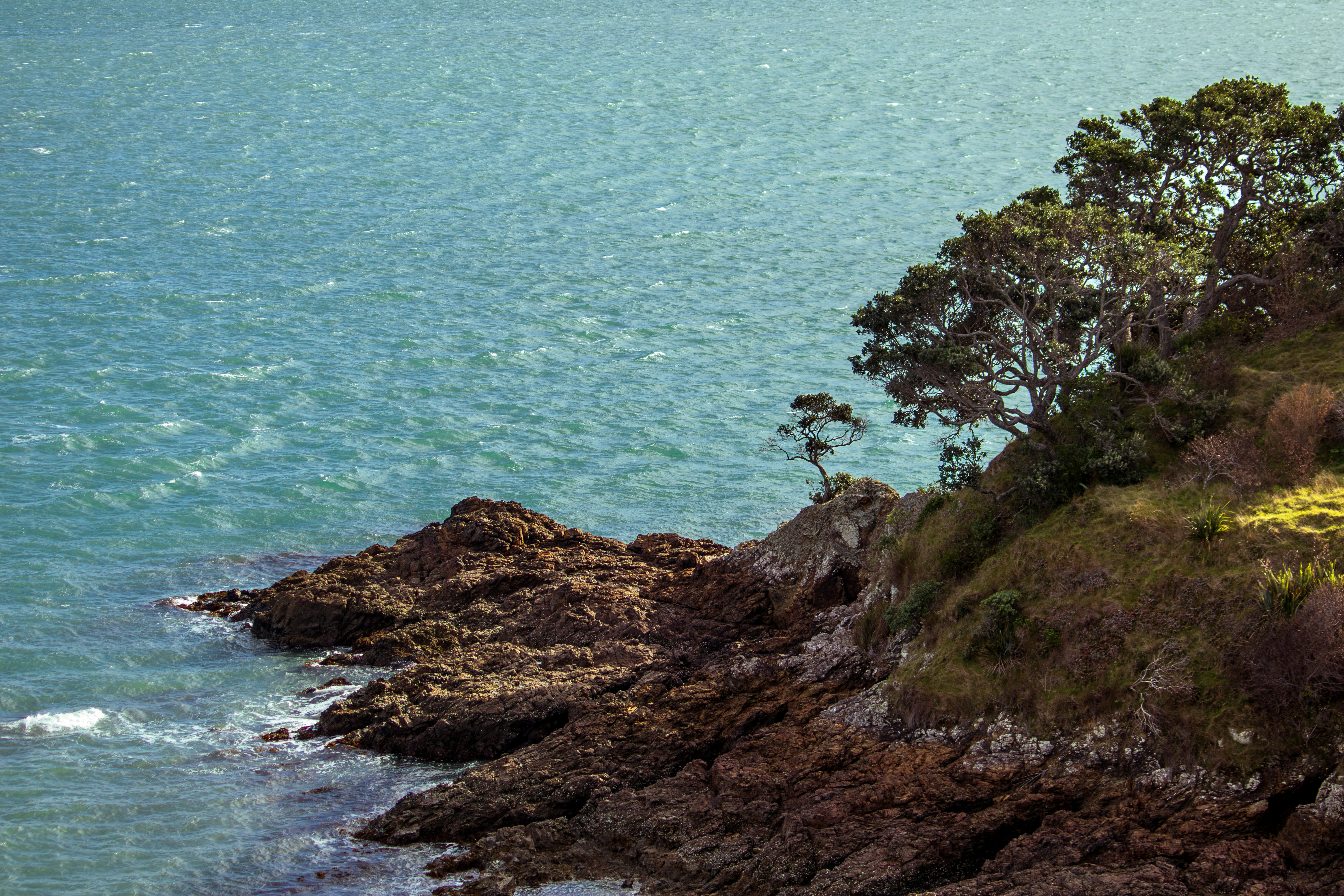 Cliffside Trees Beside Turquoise Sea